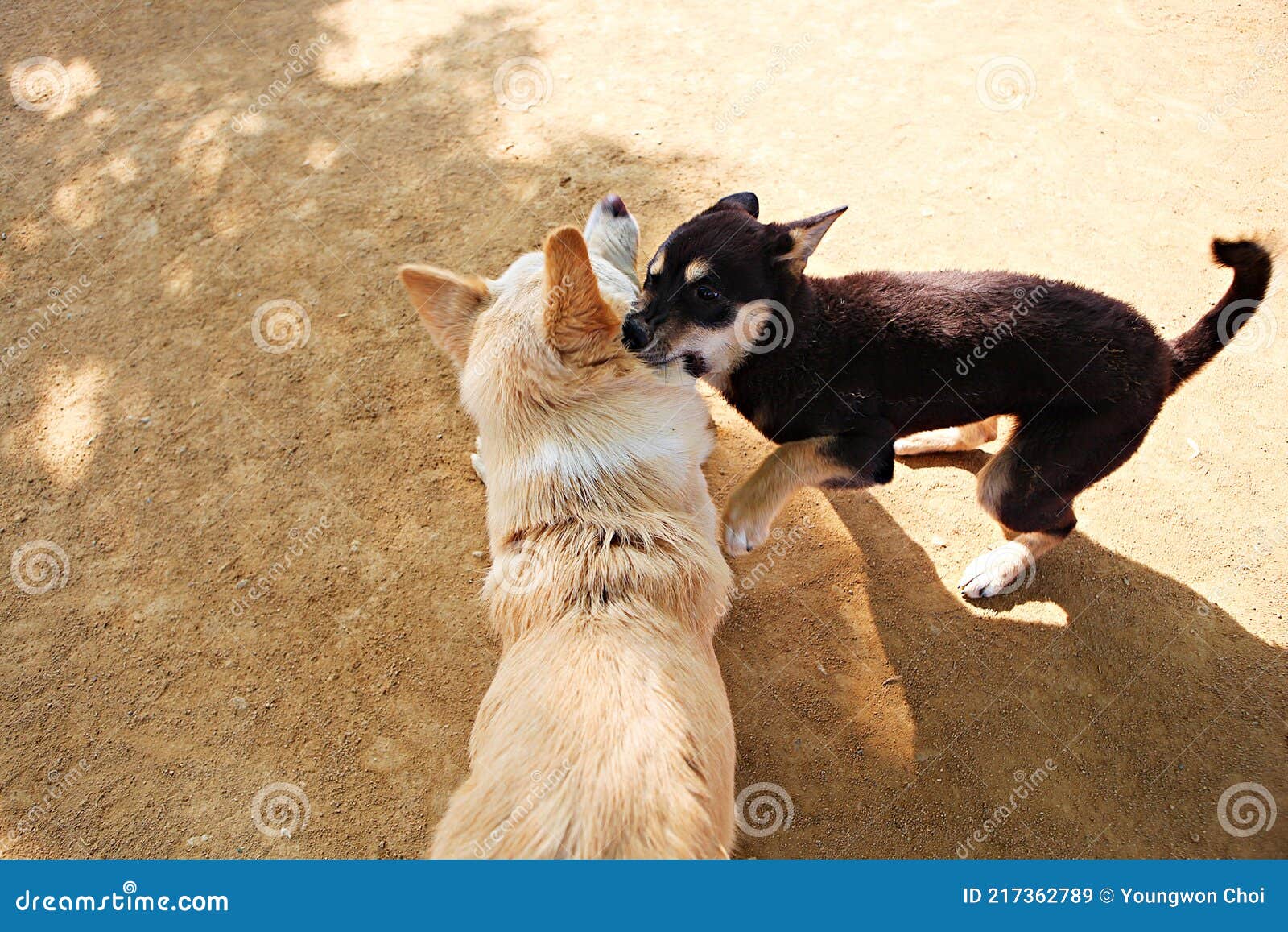 Dogs walk with humans stock image. Image of walk, scenery - 217362789