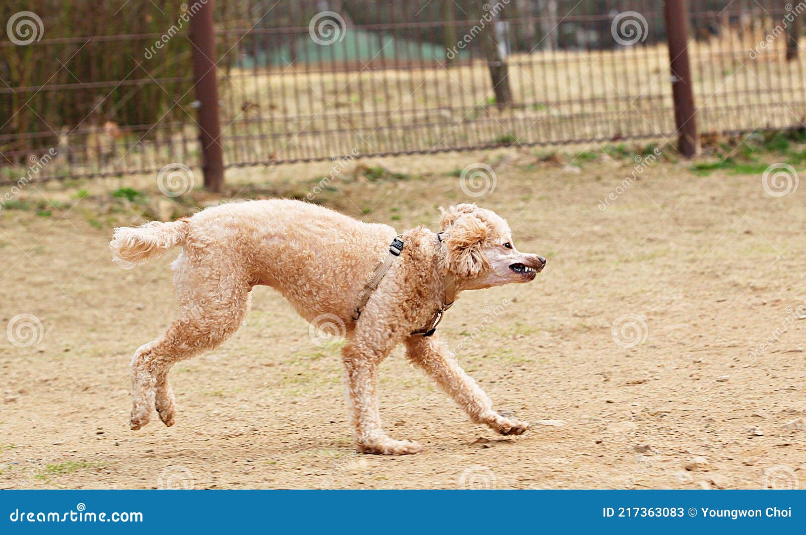 Dogs walk with humans stock image. Image of nature, walk - 217363083