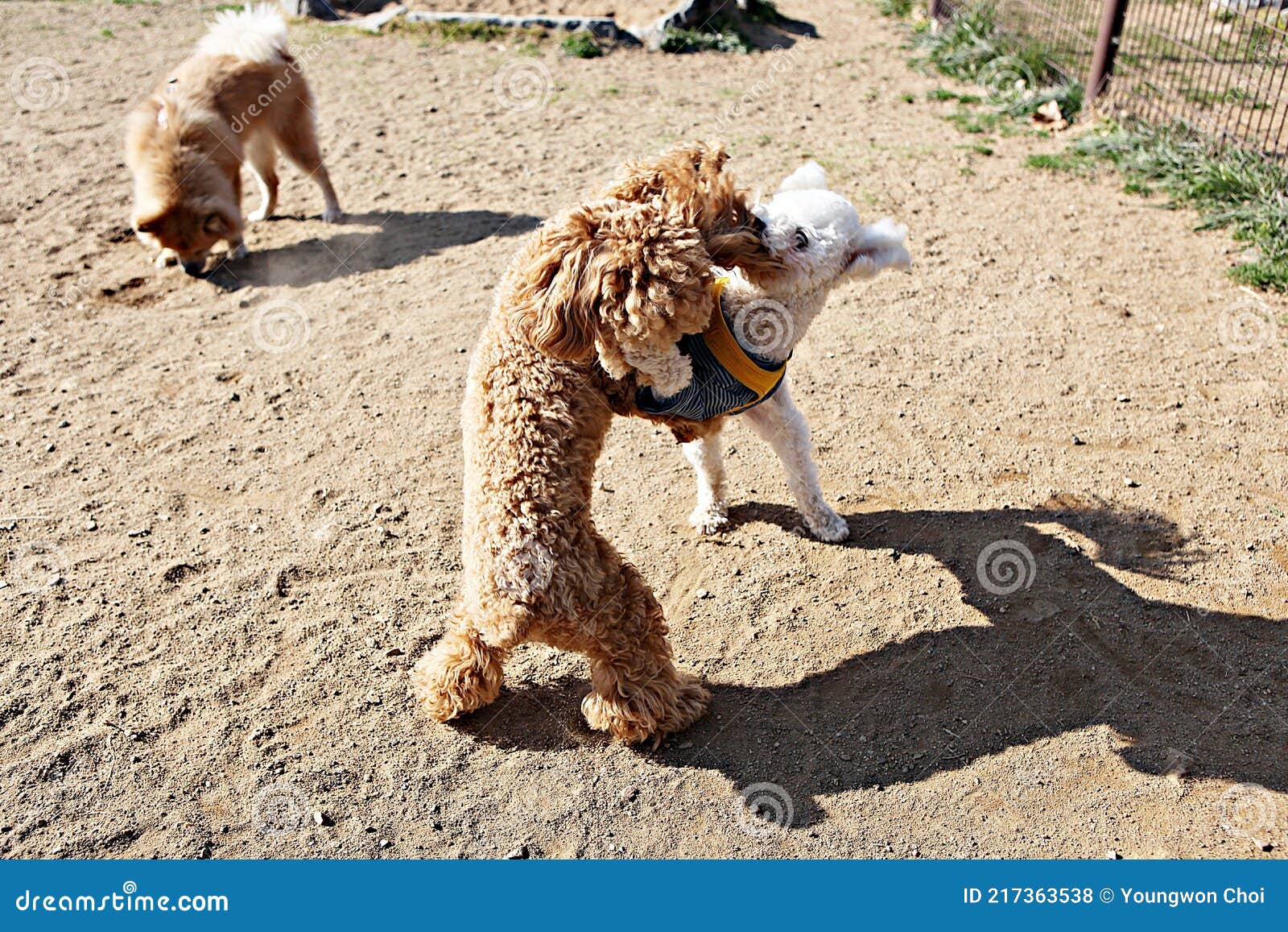 Dogs walk with humans stock photo. Image of nature, korea - 217363538