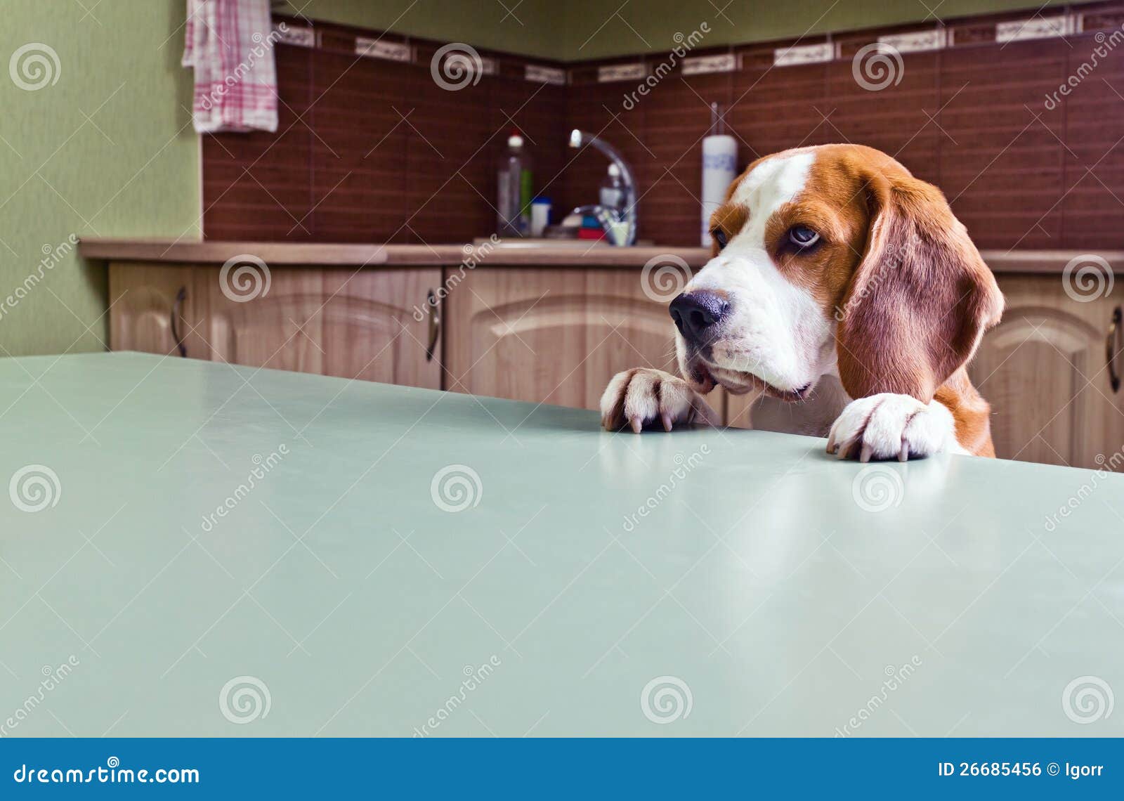 Dog in expectation of meal stock photo. Image of horizontal - 26685456
