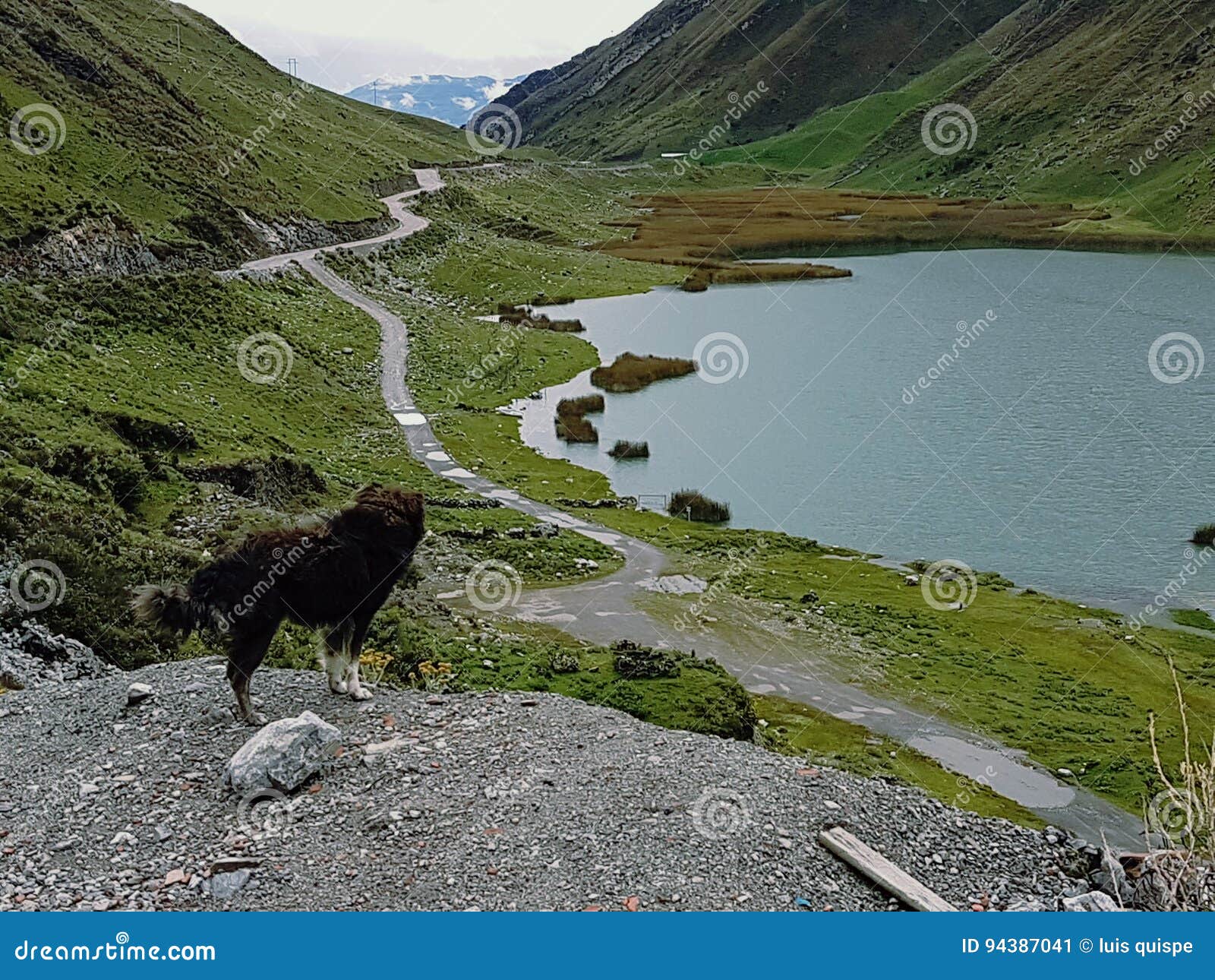 Dog explorer and the world stock image. Image of world - 94387041