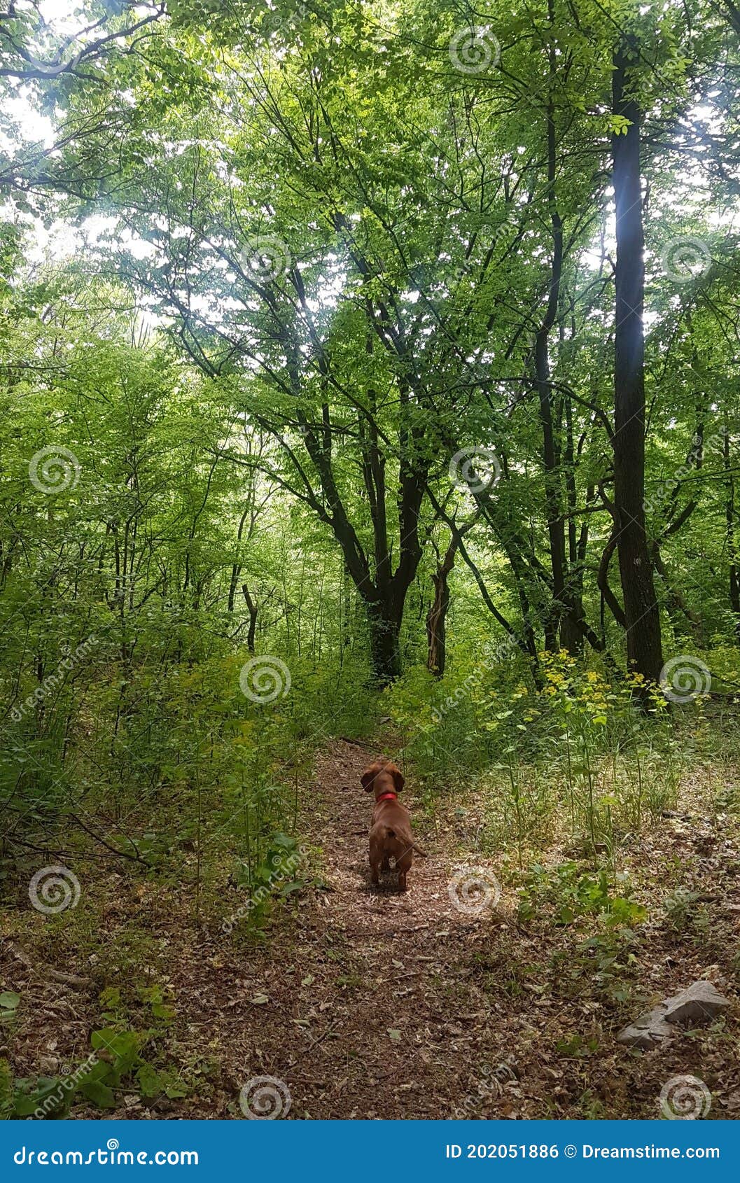 A dog exploring the nature stock photo. Image of trail - 202051886