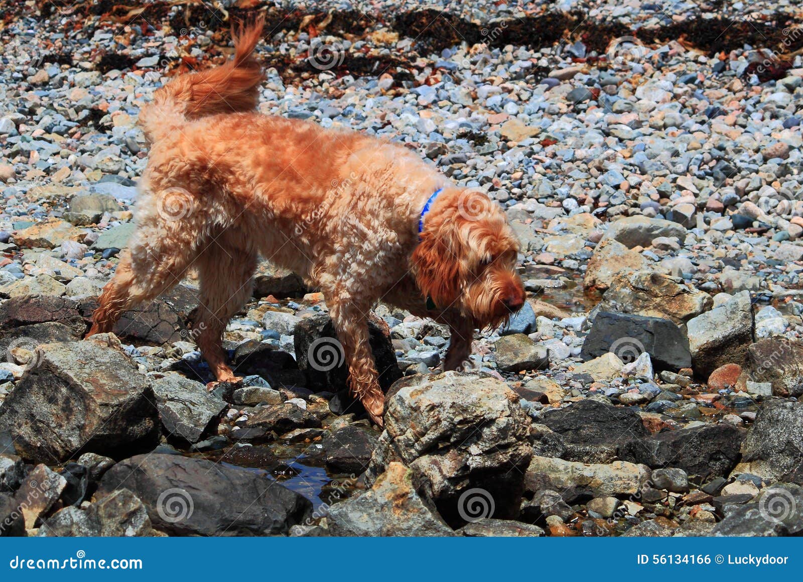 Dog Exploring Rocky Coast stock photo. Image of hiking - 56134166