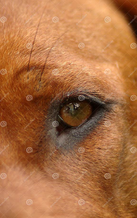 Dog eye closeup stock photo. Image of clear, look, focus - 1290284