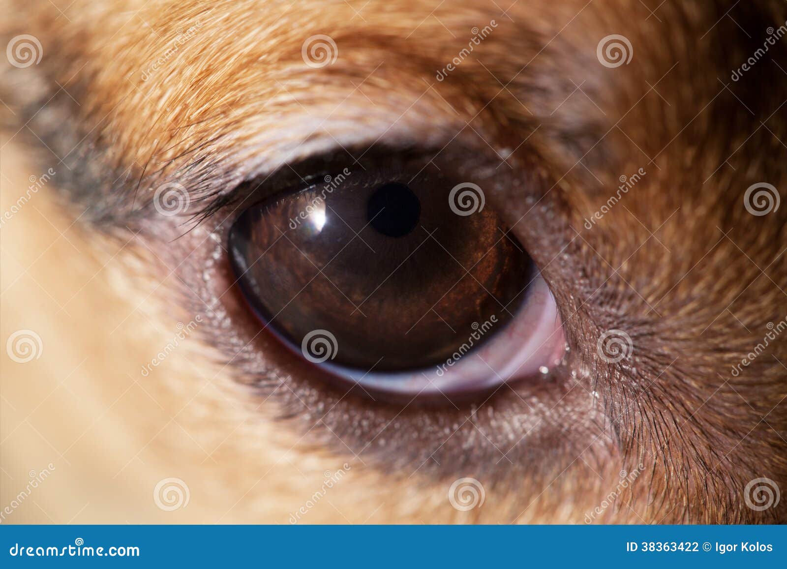 Dog Eye Macro Photography