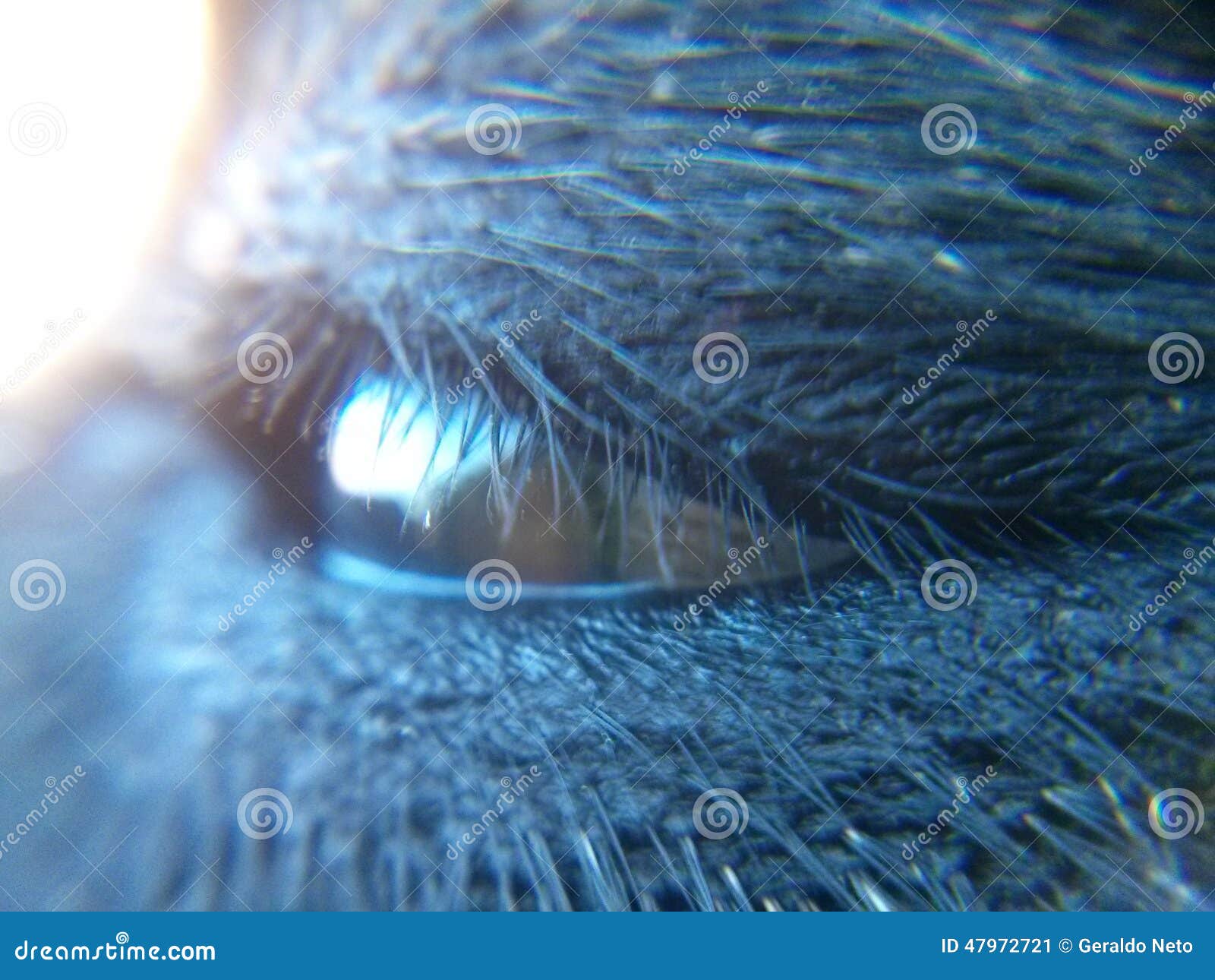 Dog stock image. Image of zoom, zeus, lens - 47972721