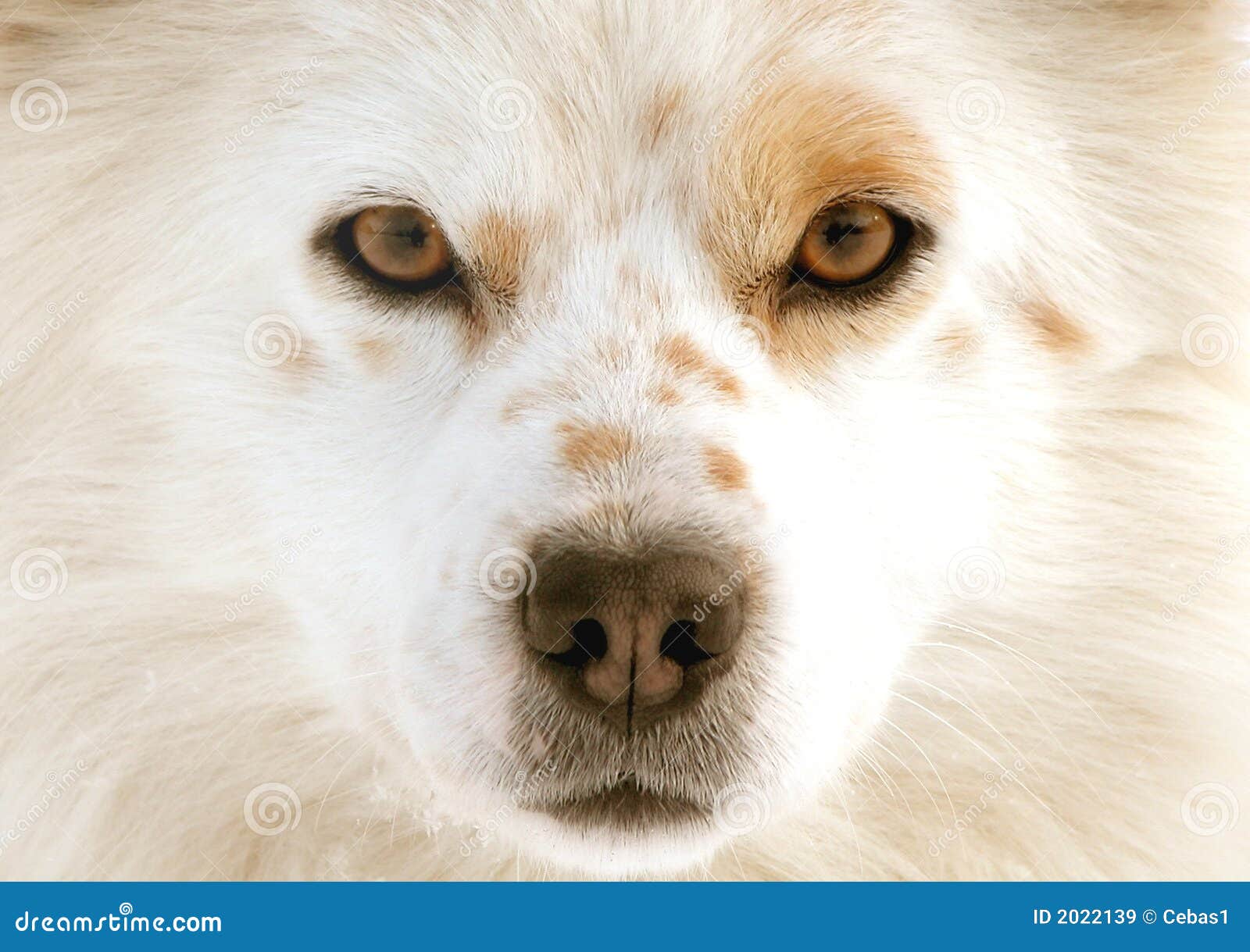 Dog eyes stock image. Image of quiet, animal, staring - 2022139