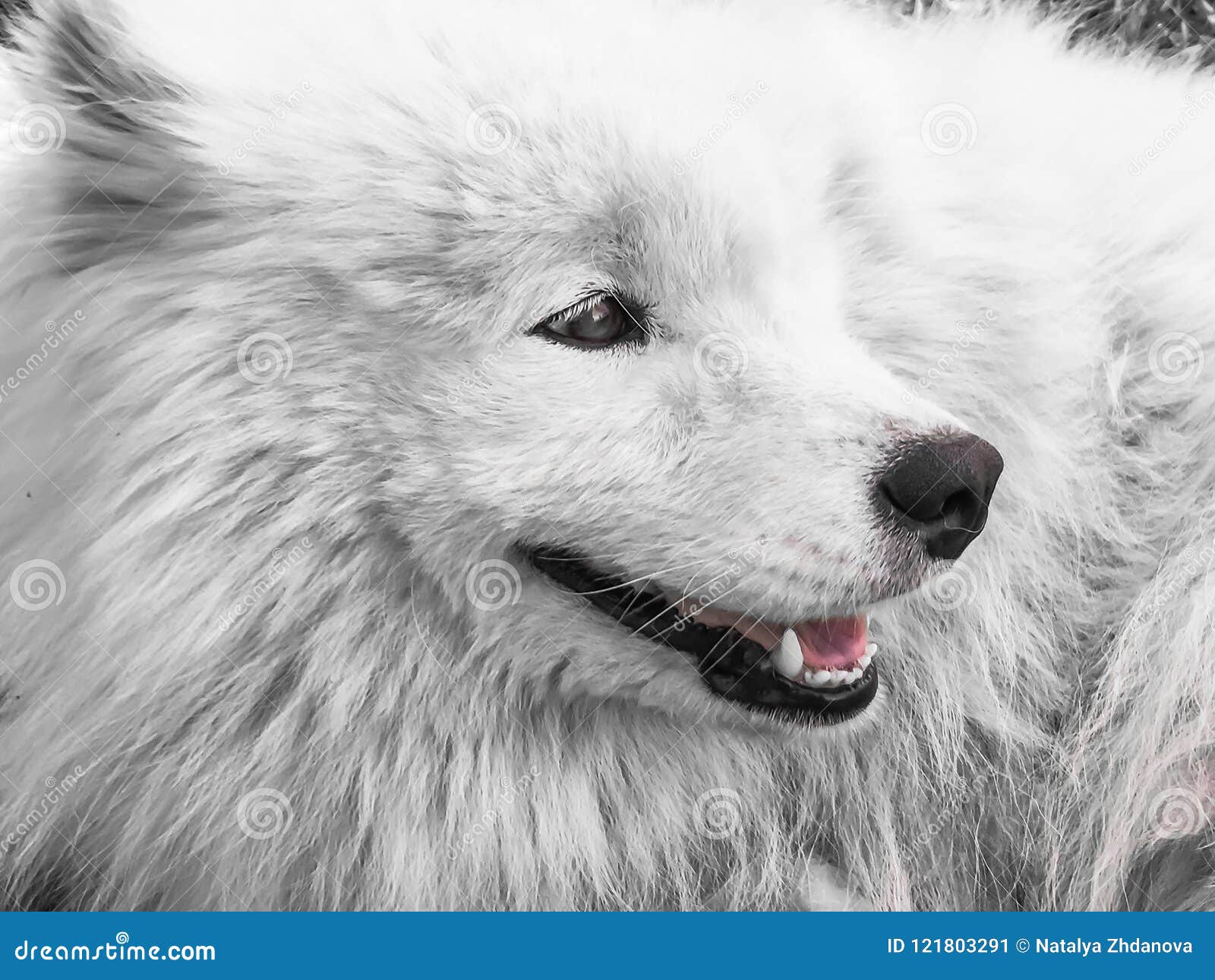 Dog eyes close-up stock image. Image of macro, cute - 121803291