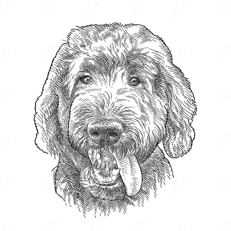 Hand Drawn Sketch of Labradoodle Head in Black Isolated on White ...