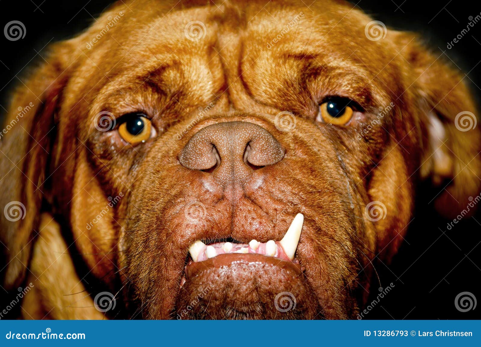 Dog face stock image. Image of companionship, brown, happy - 13286793