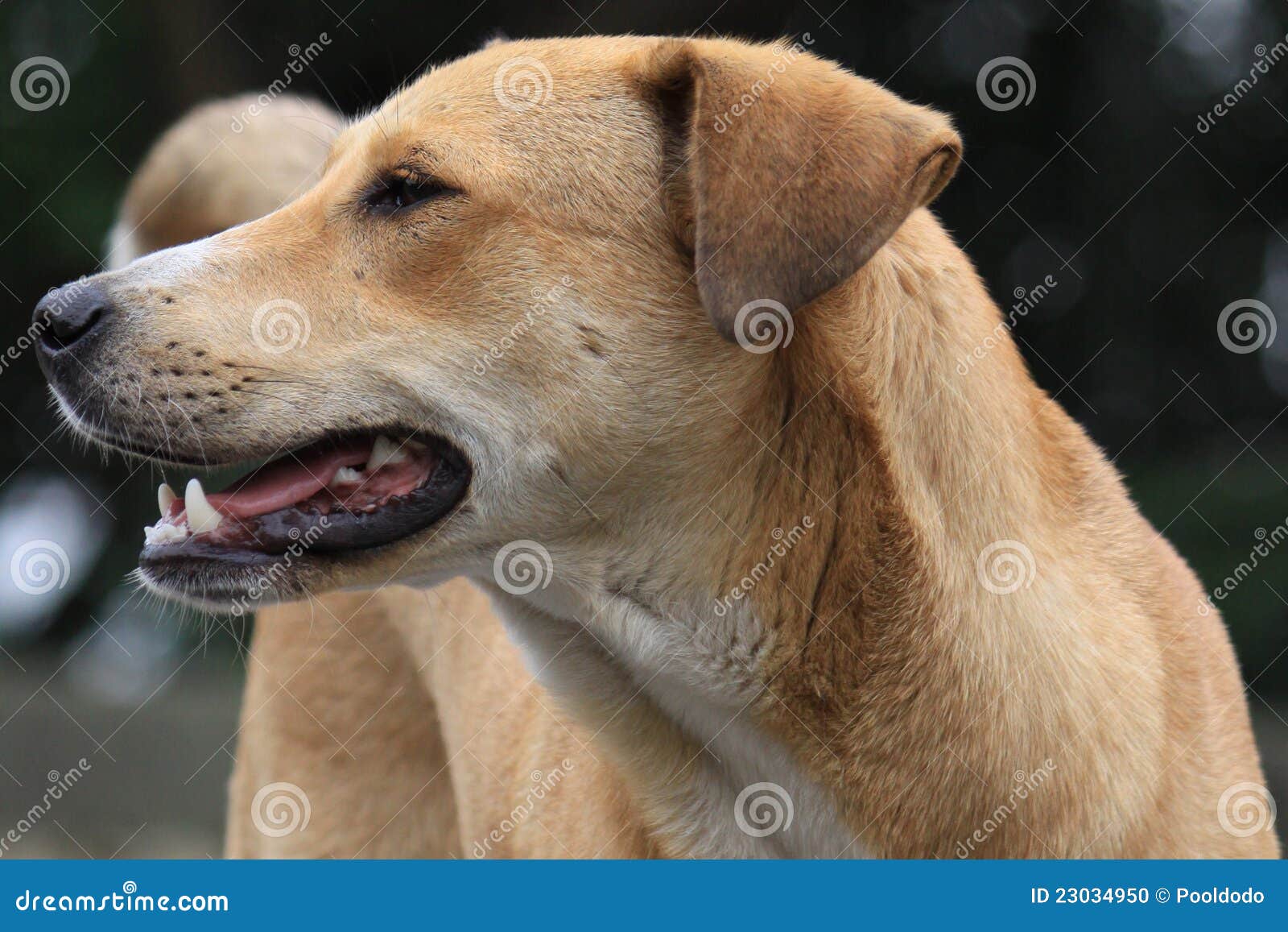 Dog face stock photo. Image of animal, friends, hair - 23034950
