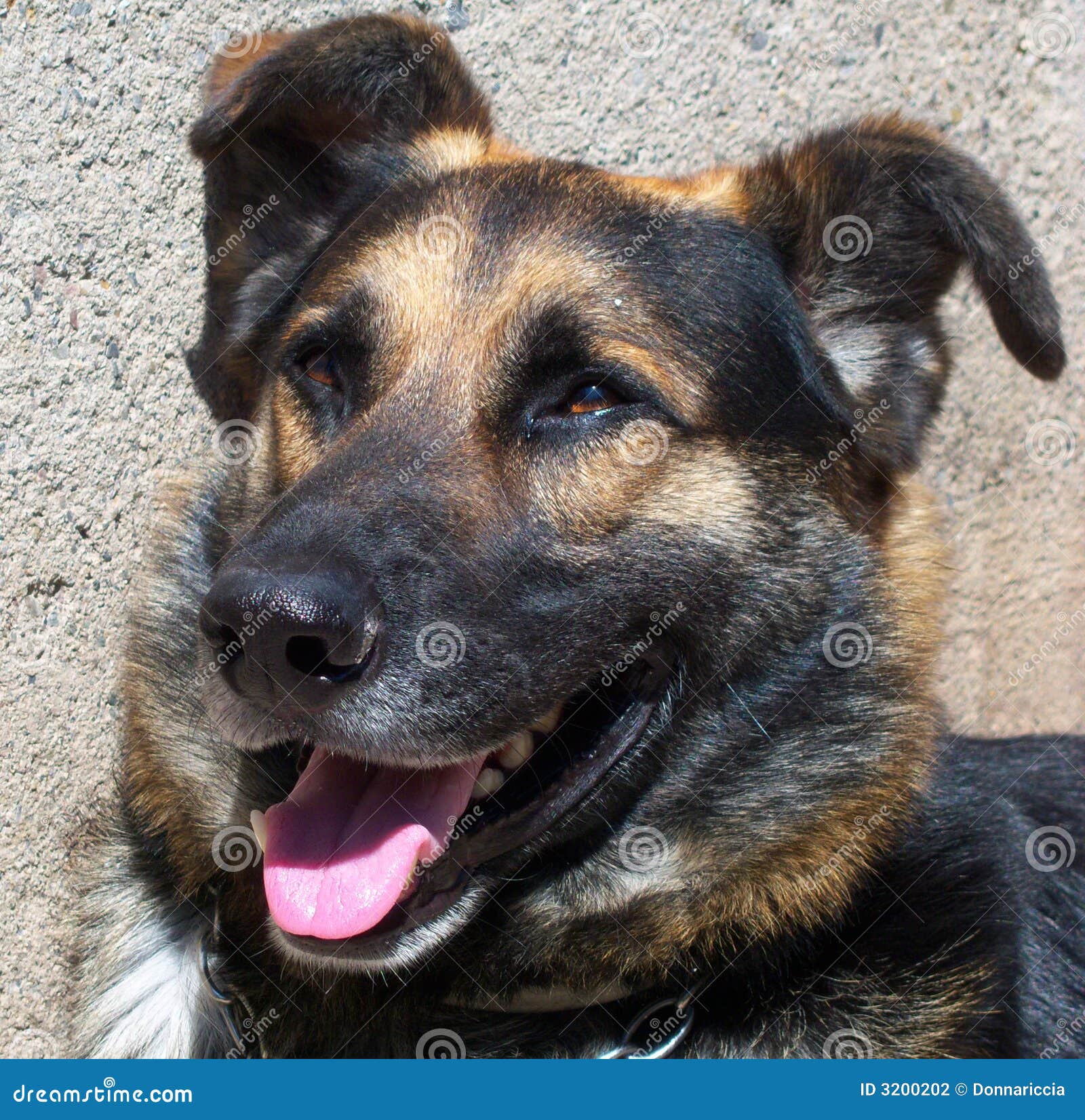 Dog face stock photo. Image of cheek, mammal, hound, portrait - 3200202