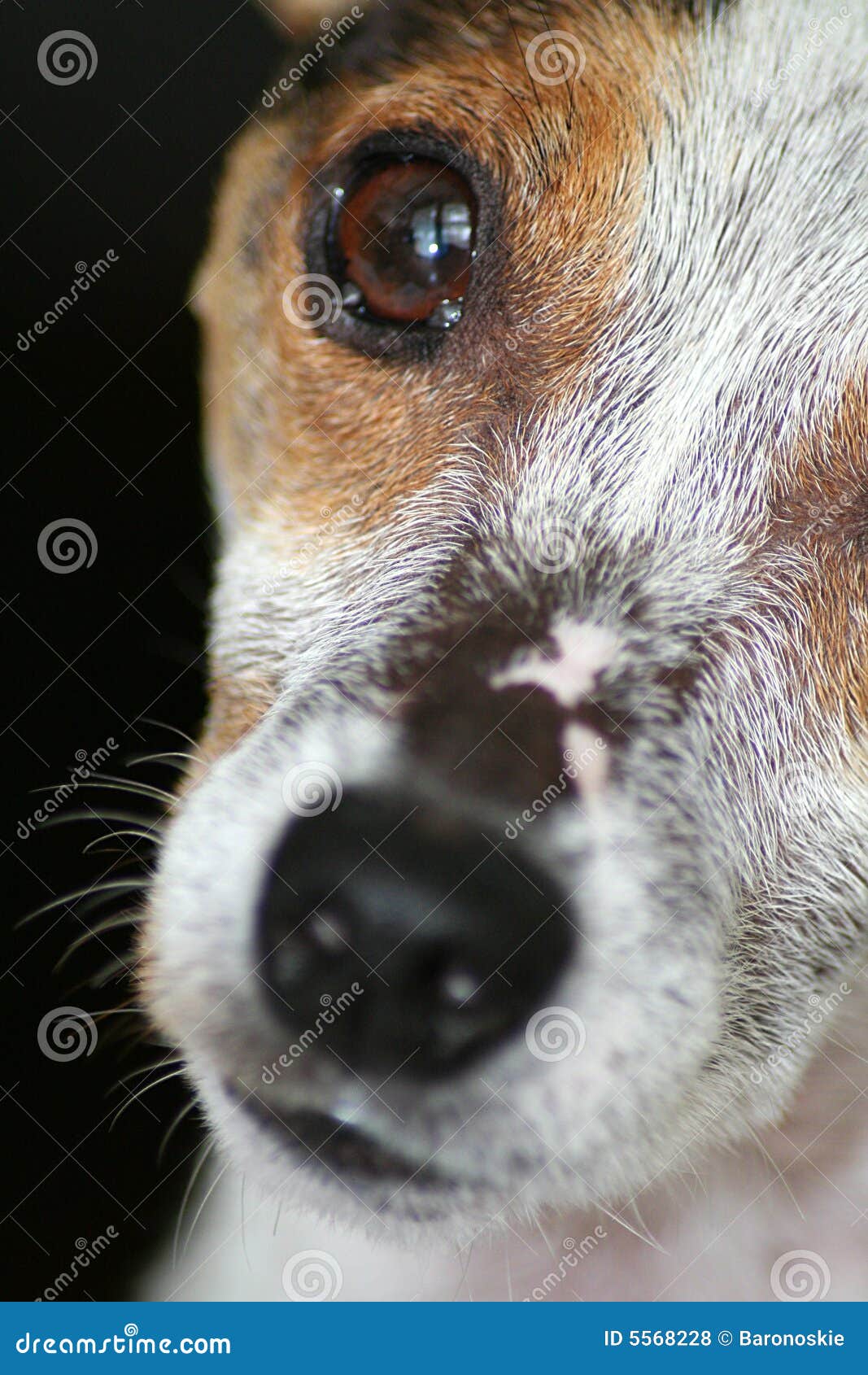 Dog Face stock photo. Image of breed, details, brown, doggies - 5568228