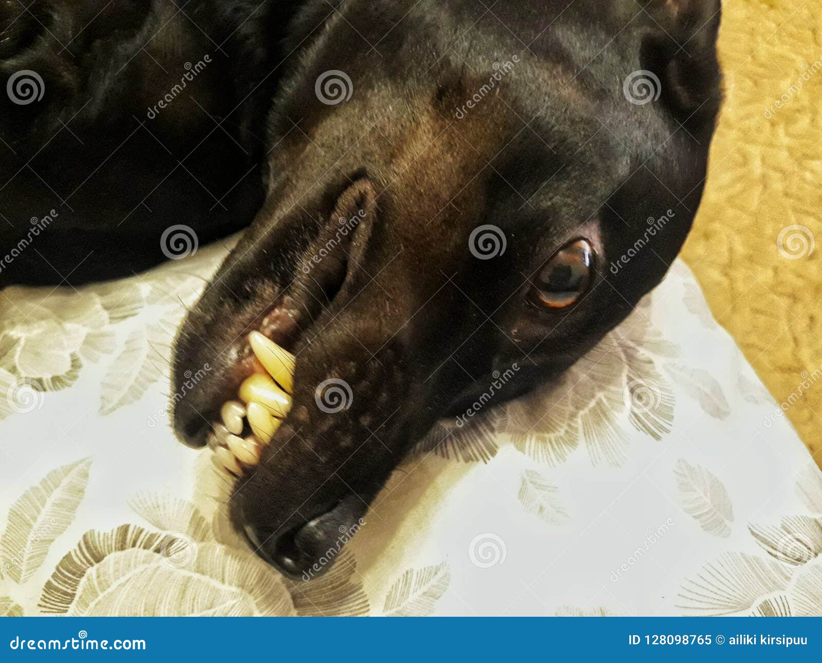 Dog face stock image. Image of face, angry, athome - 128098765