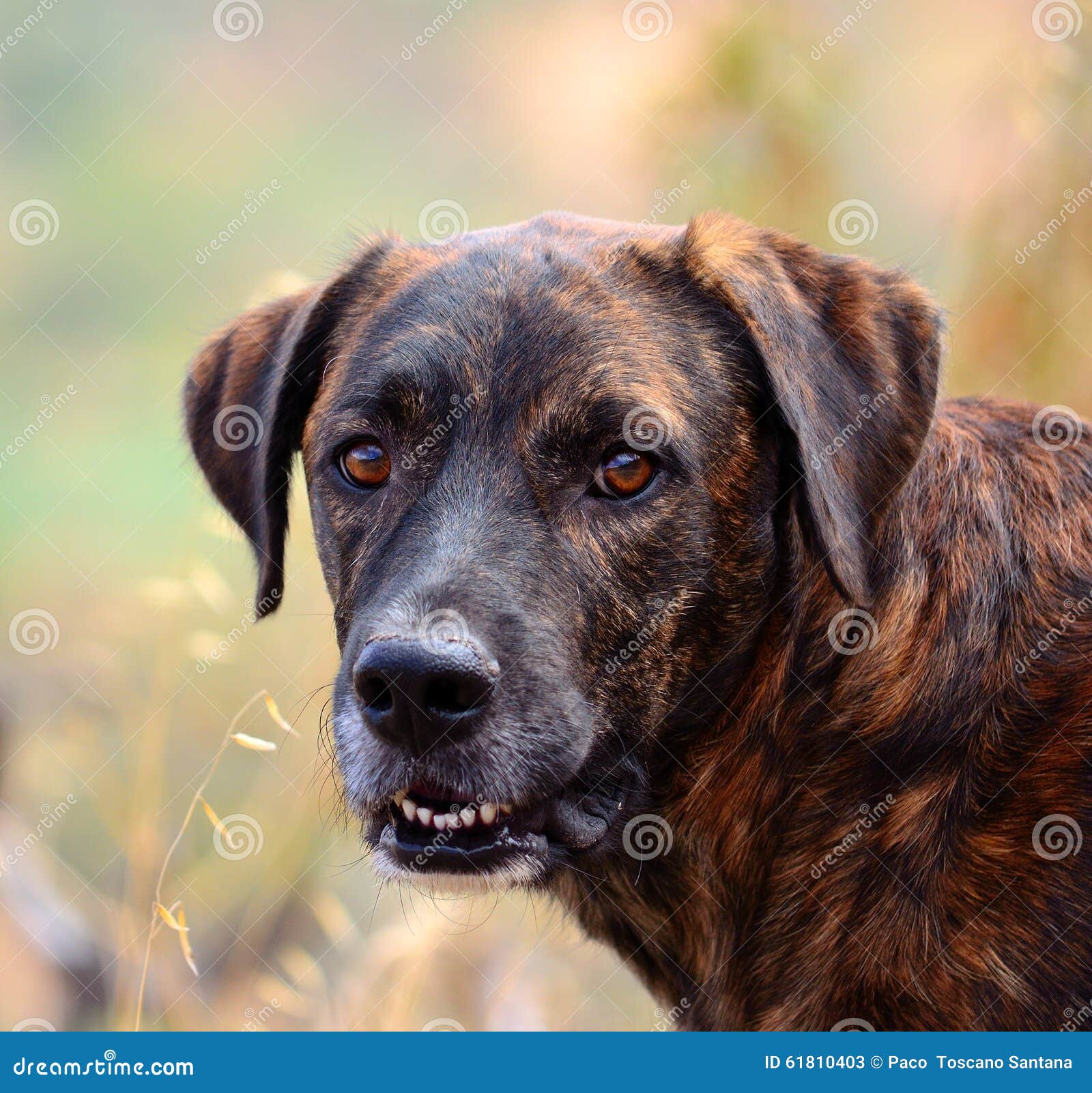 Dog face of Canary islands stock image. Image of intelligent - 61810403