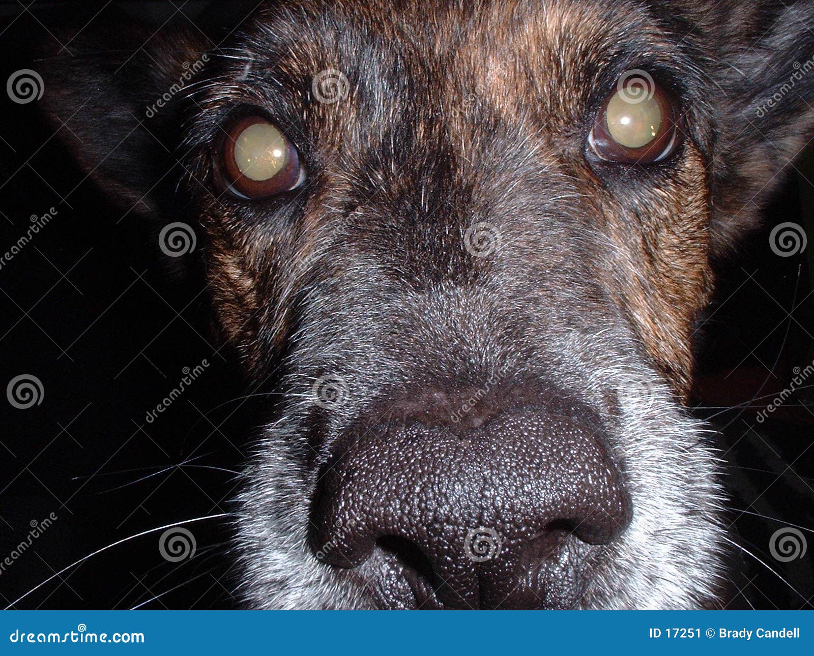 Dog face close-up stock image. Image of canis, cataracts - 17251