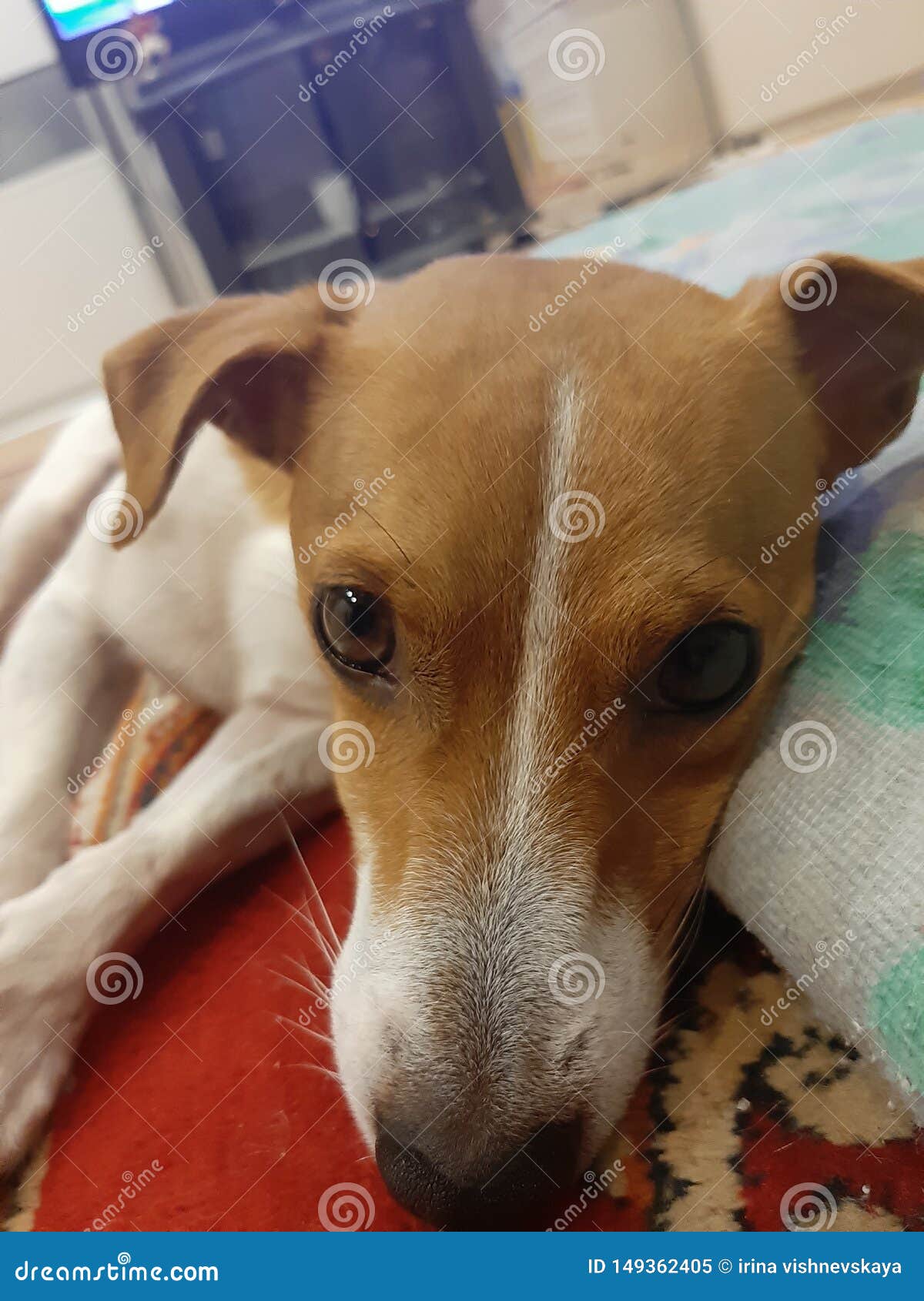 Dog Face Close-up Animal Eyes Stock Image - Image of face, closeup ...
