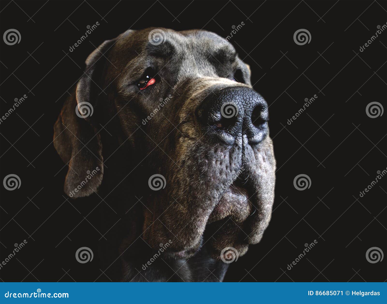 Dog face close up stock image. Image of mouth, eyes, closed - 86685071