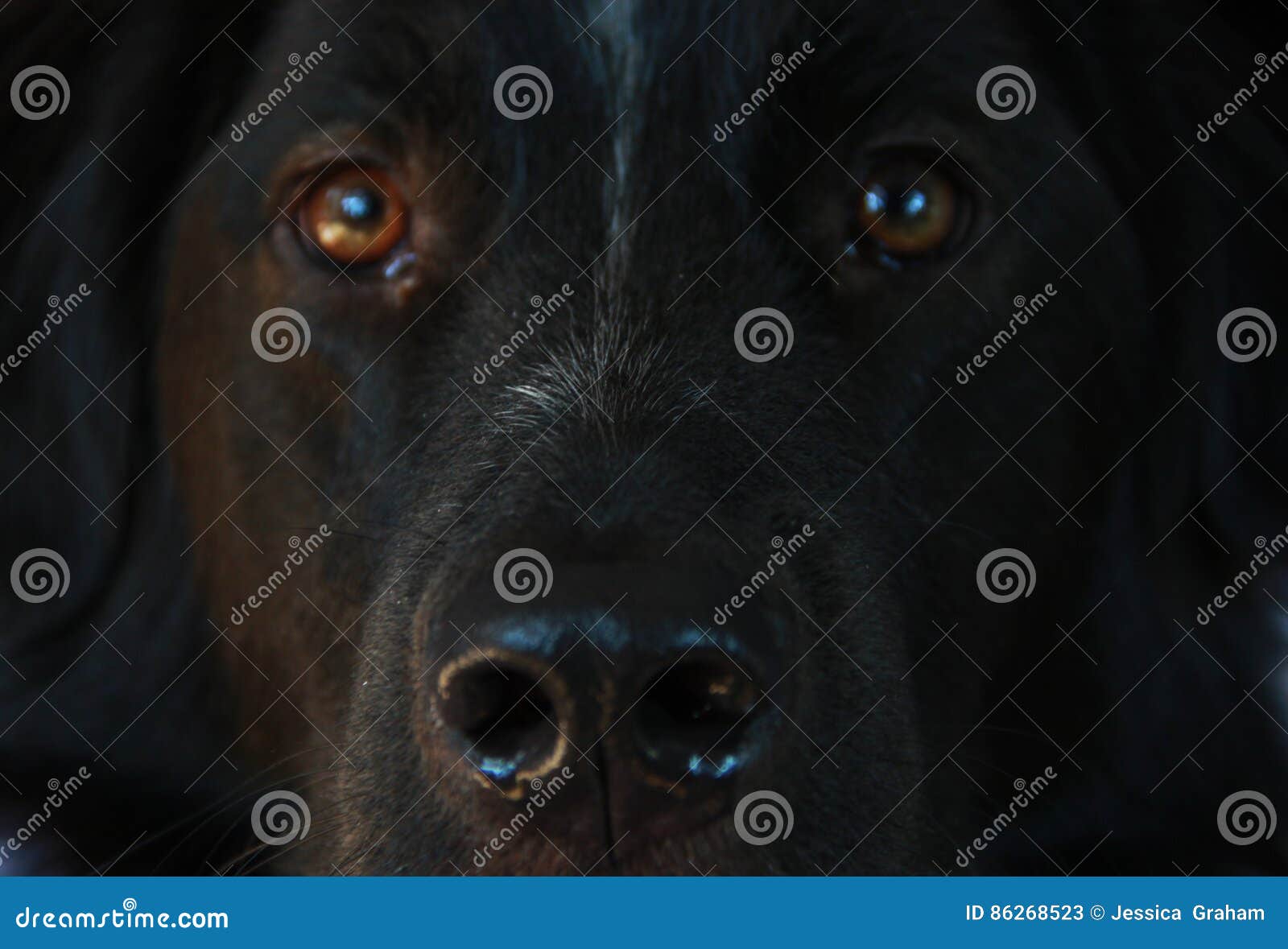 Dog face stock image. Image of brown, family, puppy, doggy - 86268523