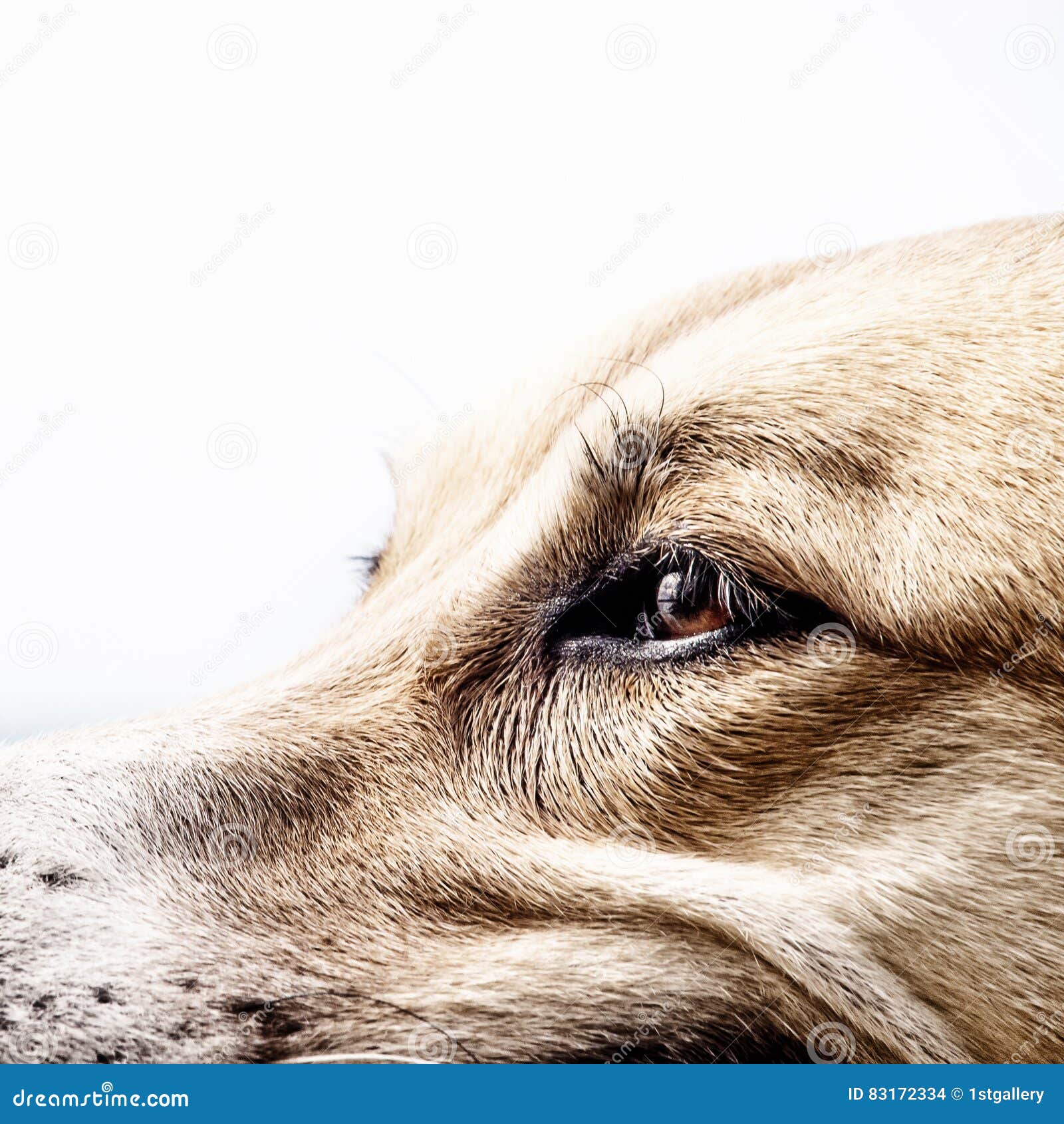 Dog face 13 close-up stock photo. Image of light, humorous - 83172334