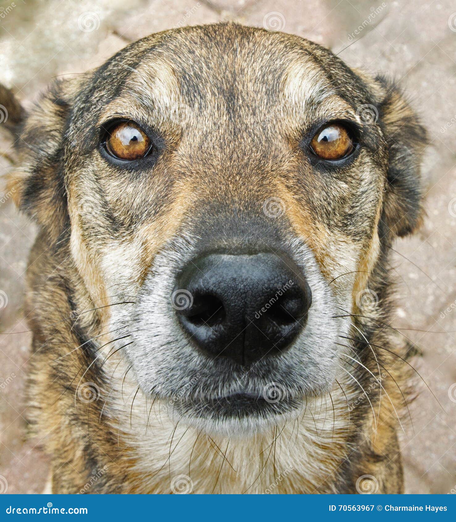 Dog face stock image. Image of dogs, animal, face, nose - 70563967