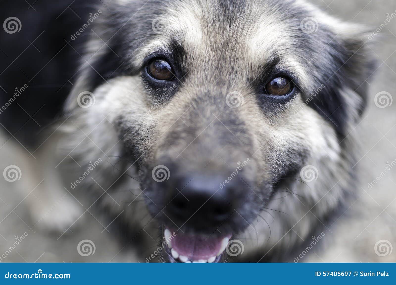 Dog face stock image. Image of canine, happy, male, closeup - 57405697