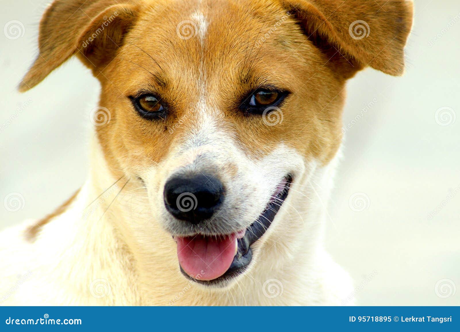 Dog face close up stock image. Image of canine, isolated - 95718895
