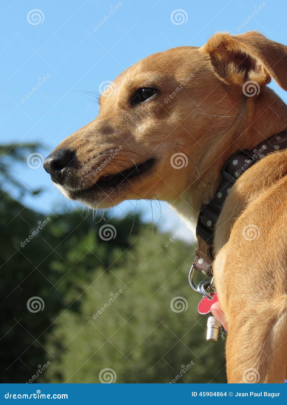 Dog Face Close Up stock photo. Image of facial, animal - 45904864