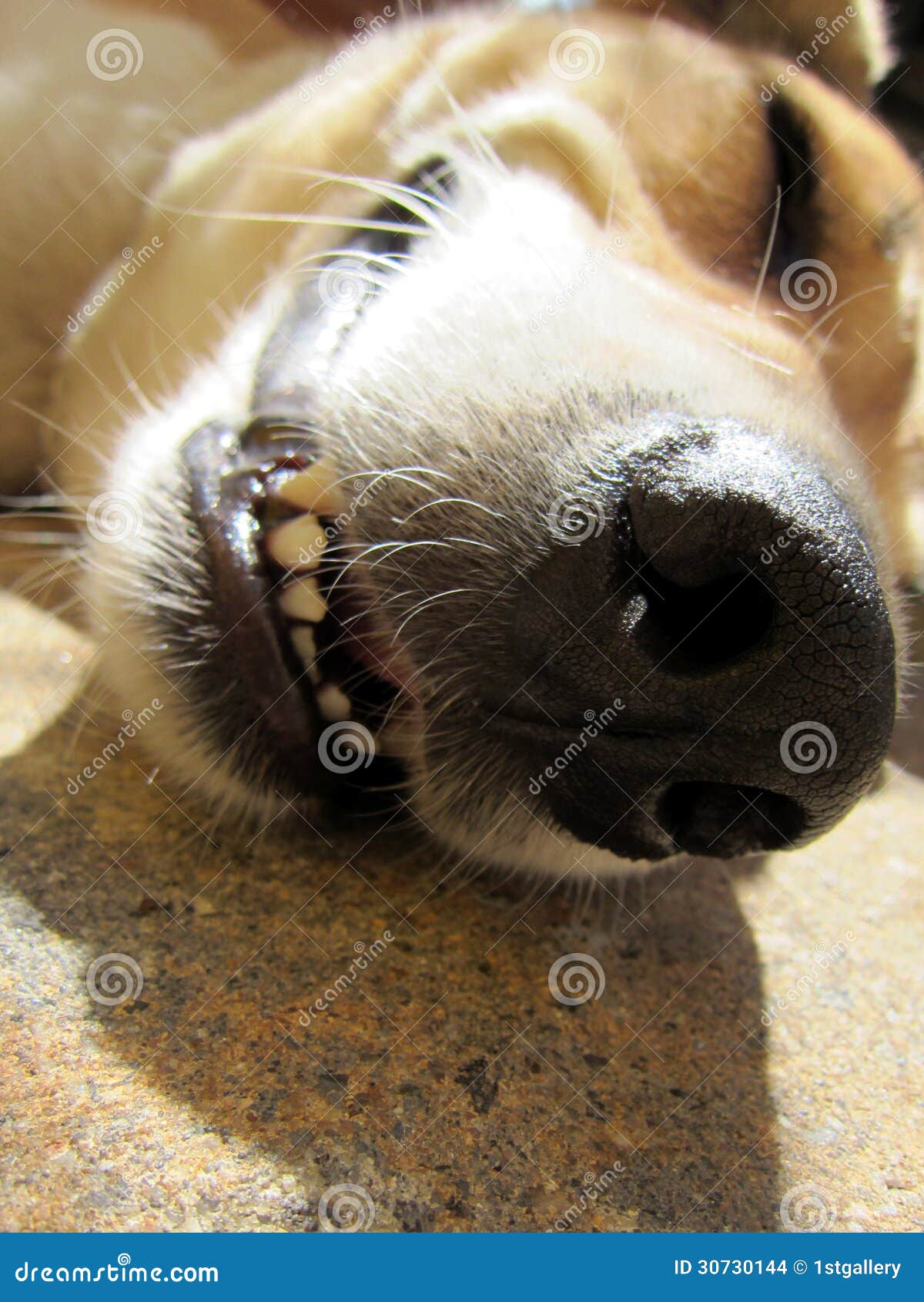 Dog face (7) close-up stock photo. Image of space, playful - 30730144