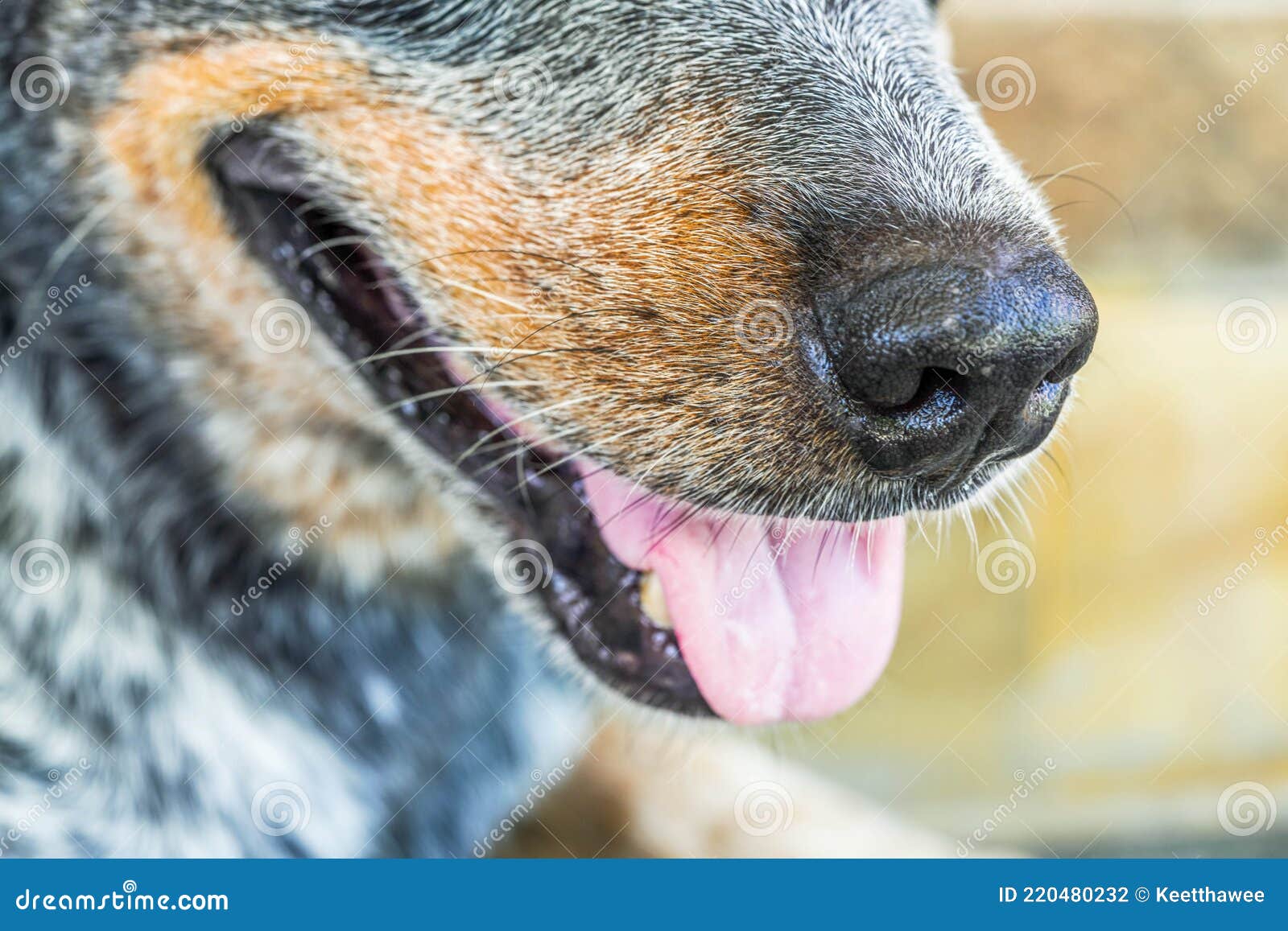 Dog face on side view stock photo. Image of bark, domesticate - 220480232