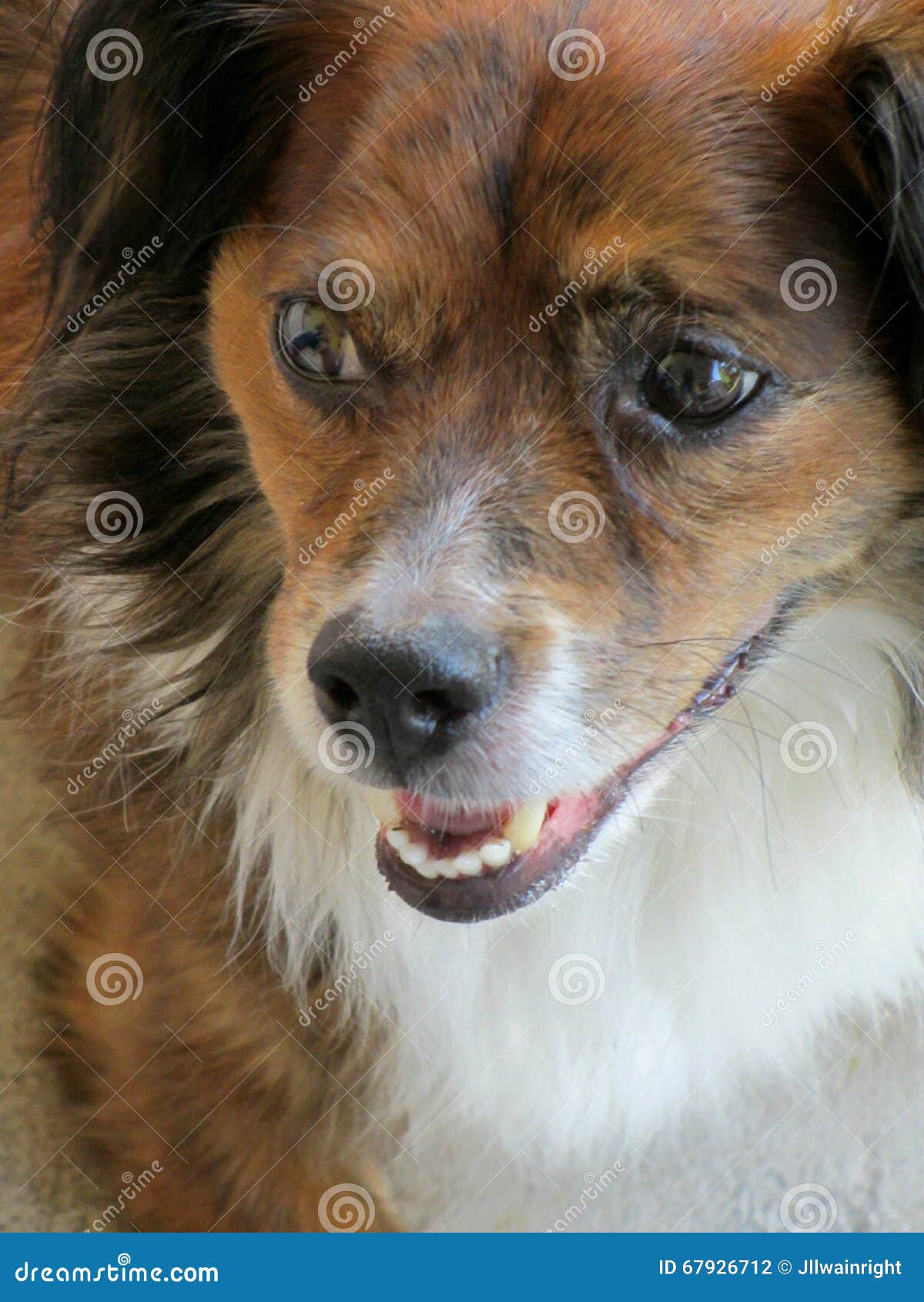 Dog face stock photo. Image of canine, nose, closeup - 67926712