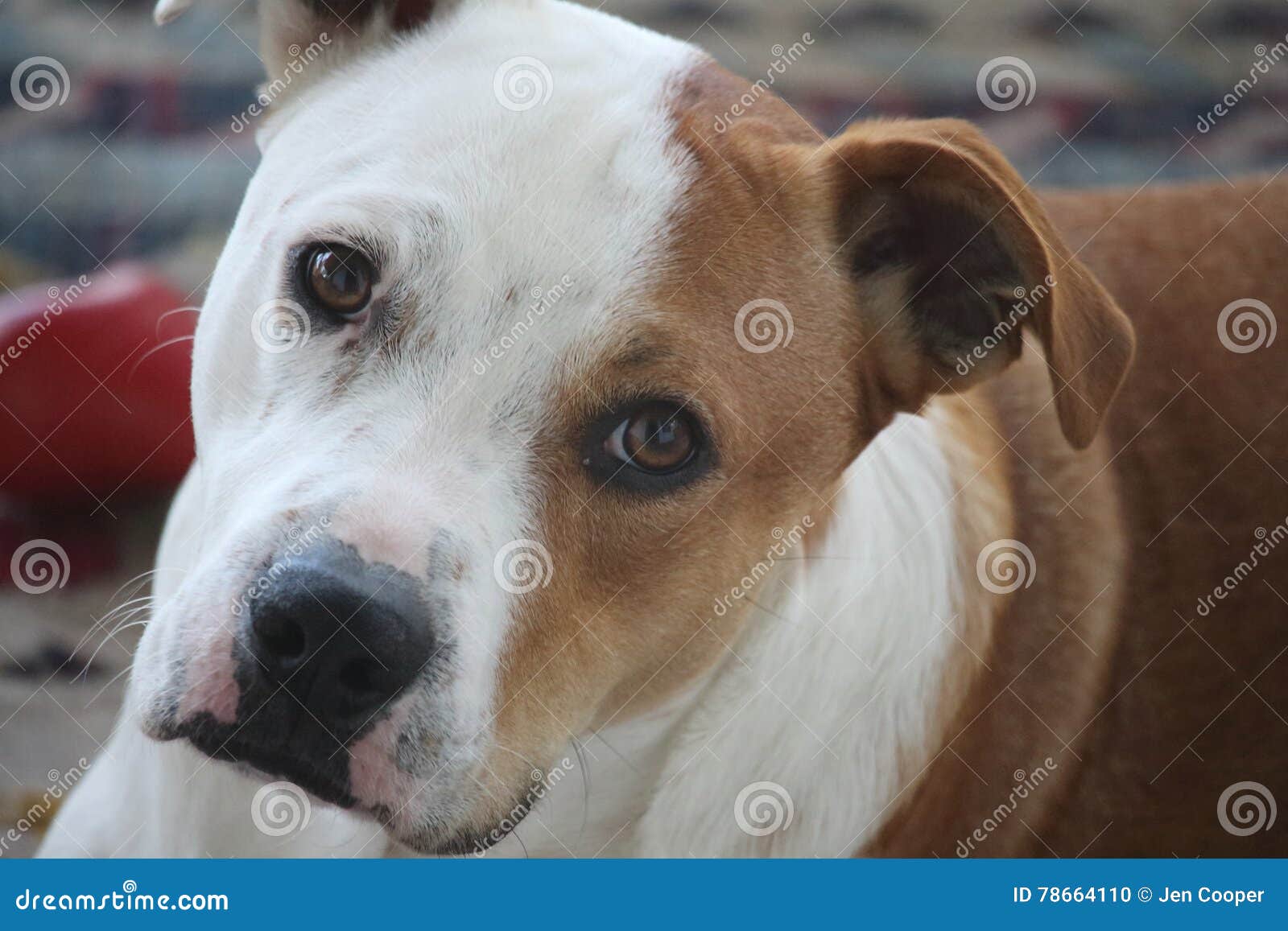 Dog face closeup stock photo. Image of inquisitive, smart - 78664110