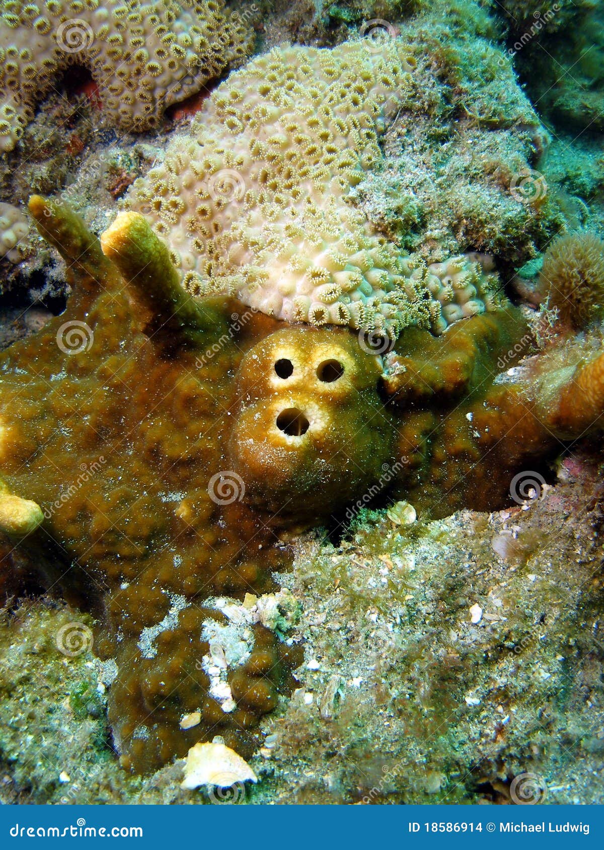 Dog Face Coral stock photo. Image of oceanic, light, ocean - 18586914