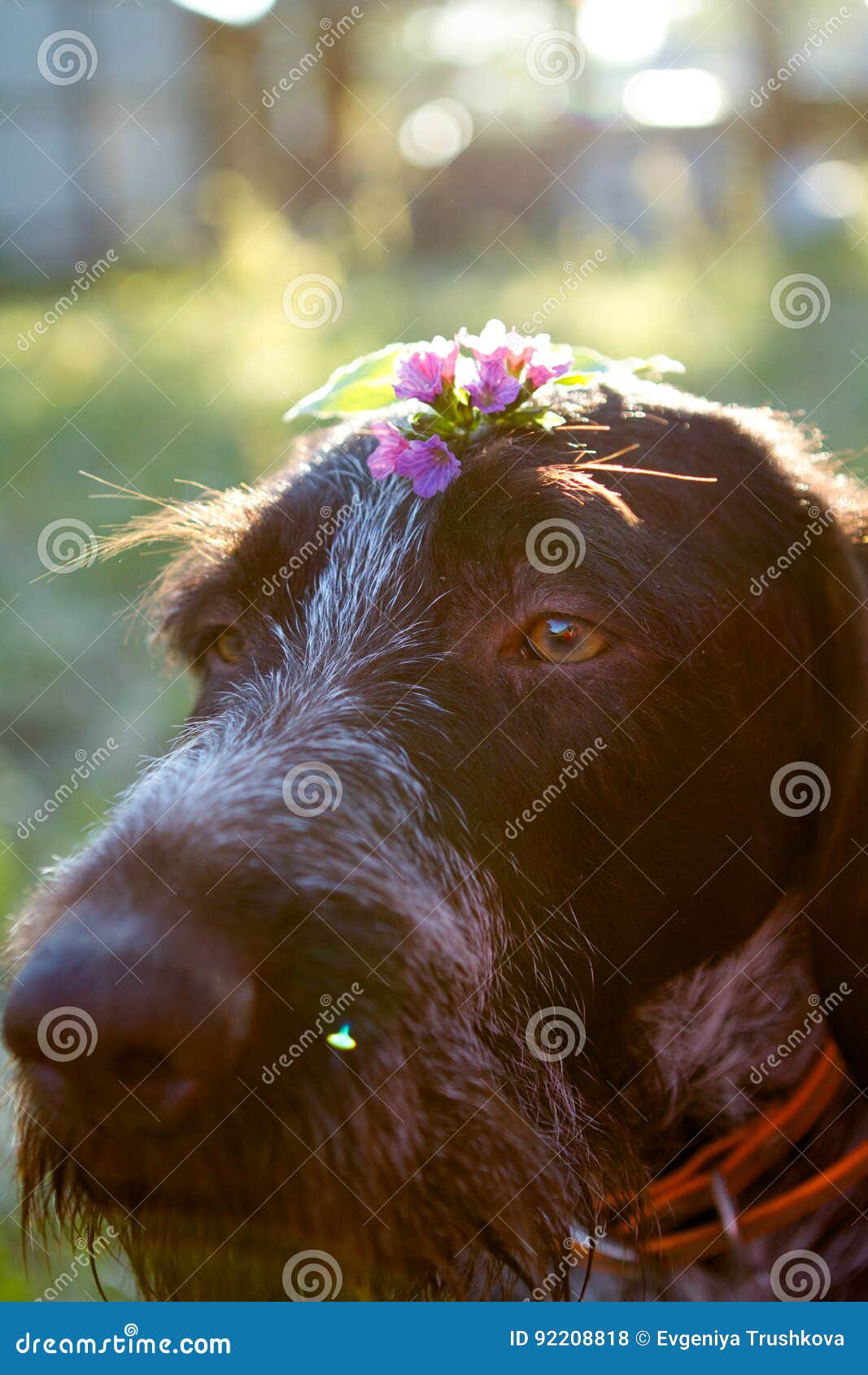 Dog face flowers stock photo. Image of grass, outdoors - 92208818