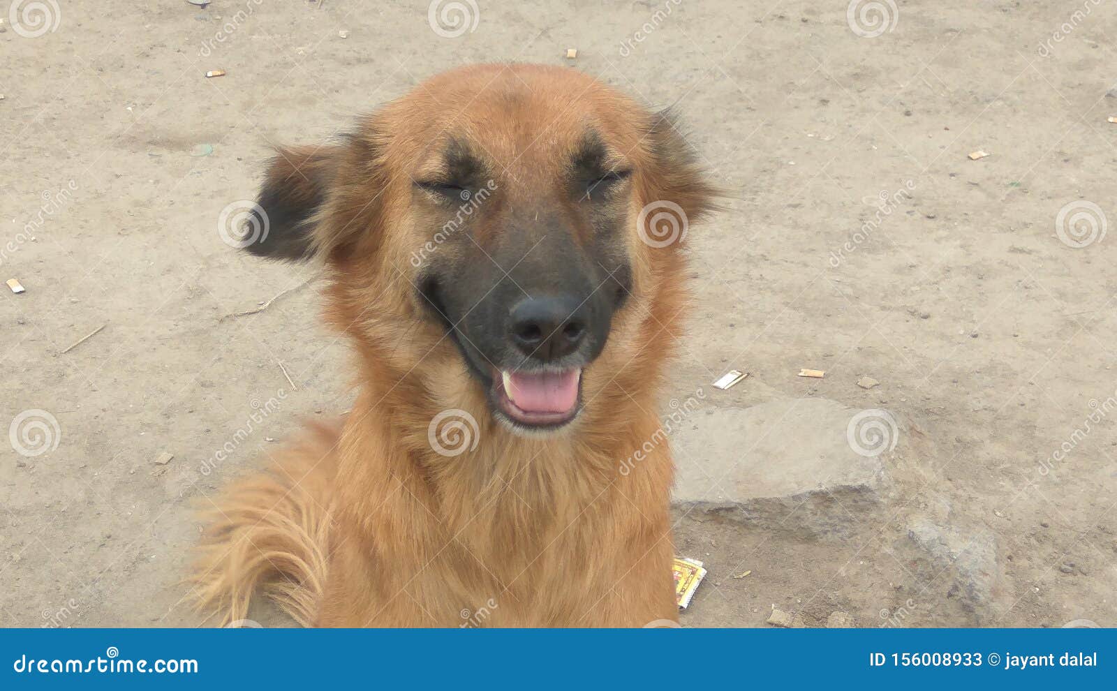 Dog Face Like Waiting for Someone Stock Image - Image of waiting, like ...