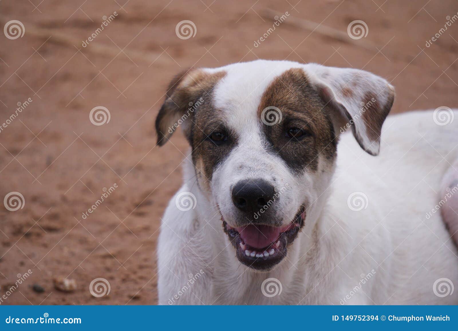 Animal stock photo. Image of looking, animal, face, camera - 149752394
