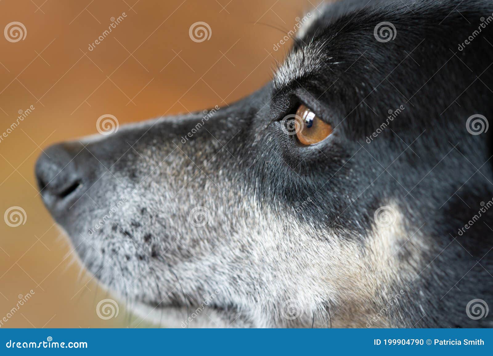 Dog face profile stock photo. Image of closeup, white - 199904790