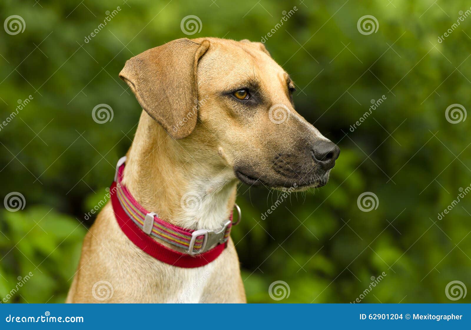 Dog Face stock photo. Image of looking, brown, closeup - 62901204