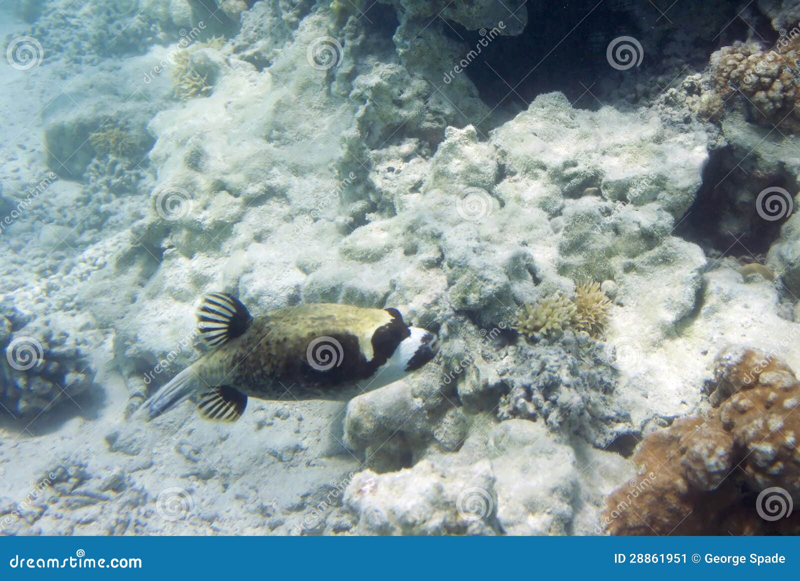 Dog Face Puffer stock image. Image of animal, fish, dream - 28861951