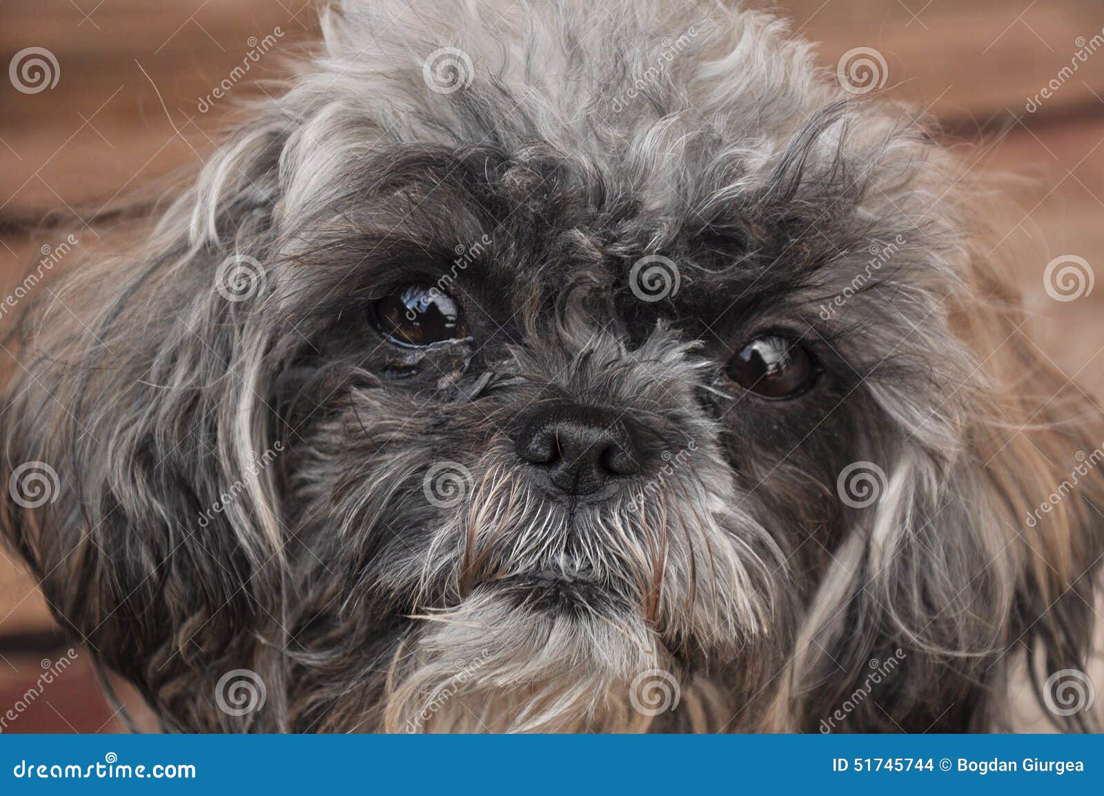 Dog face (shih tzu) stock photo. Image of face, canine - 51745744
