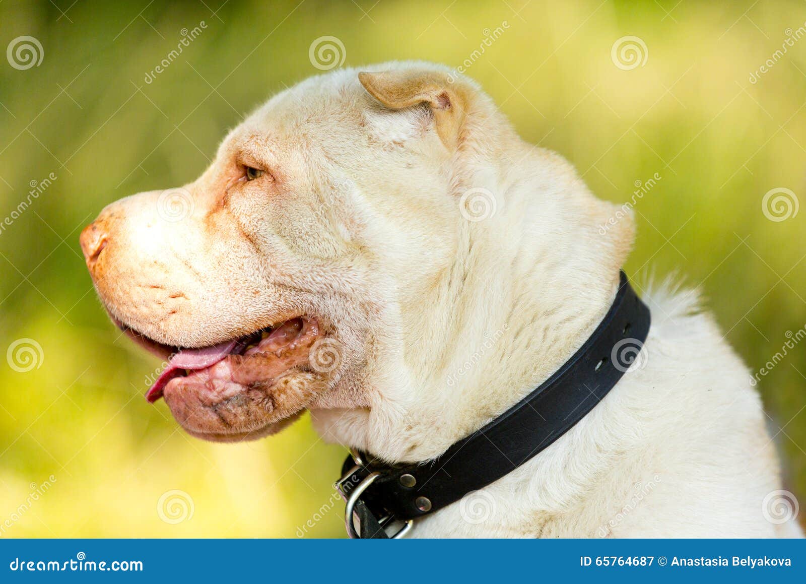 Dog Face of White Sharpay Dog with Protruding Tongue Stock Image ...