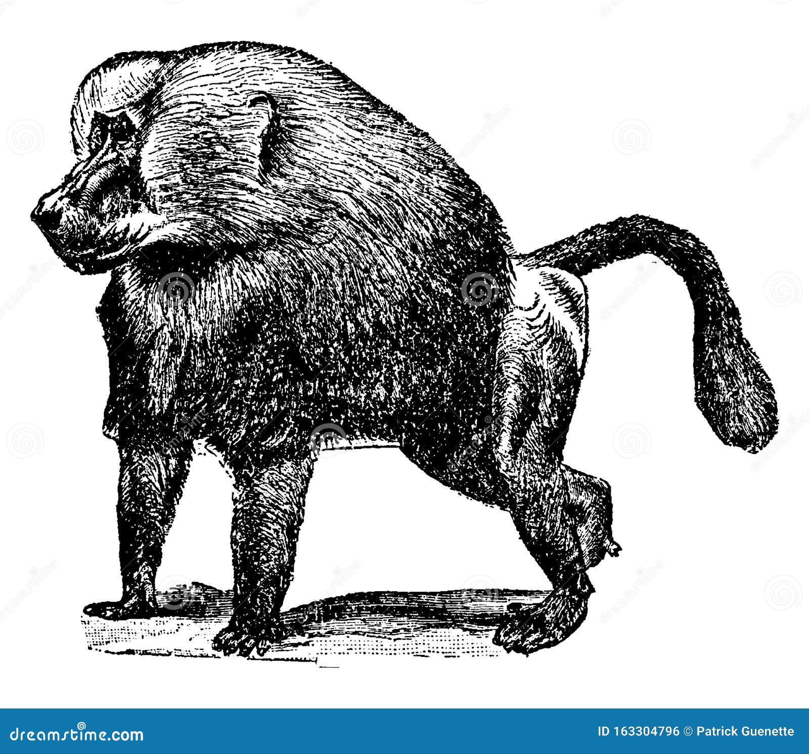 Faced Baboon Stock Illustrations – 2 Faced Baboon Stock Illustrations ...