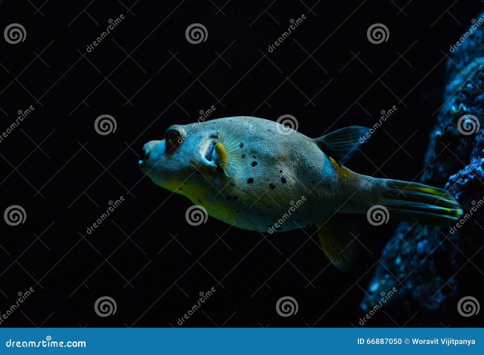 Dog-faced puffer fish stock photo. Image of bali, faced - 66887050