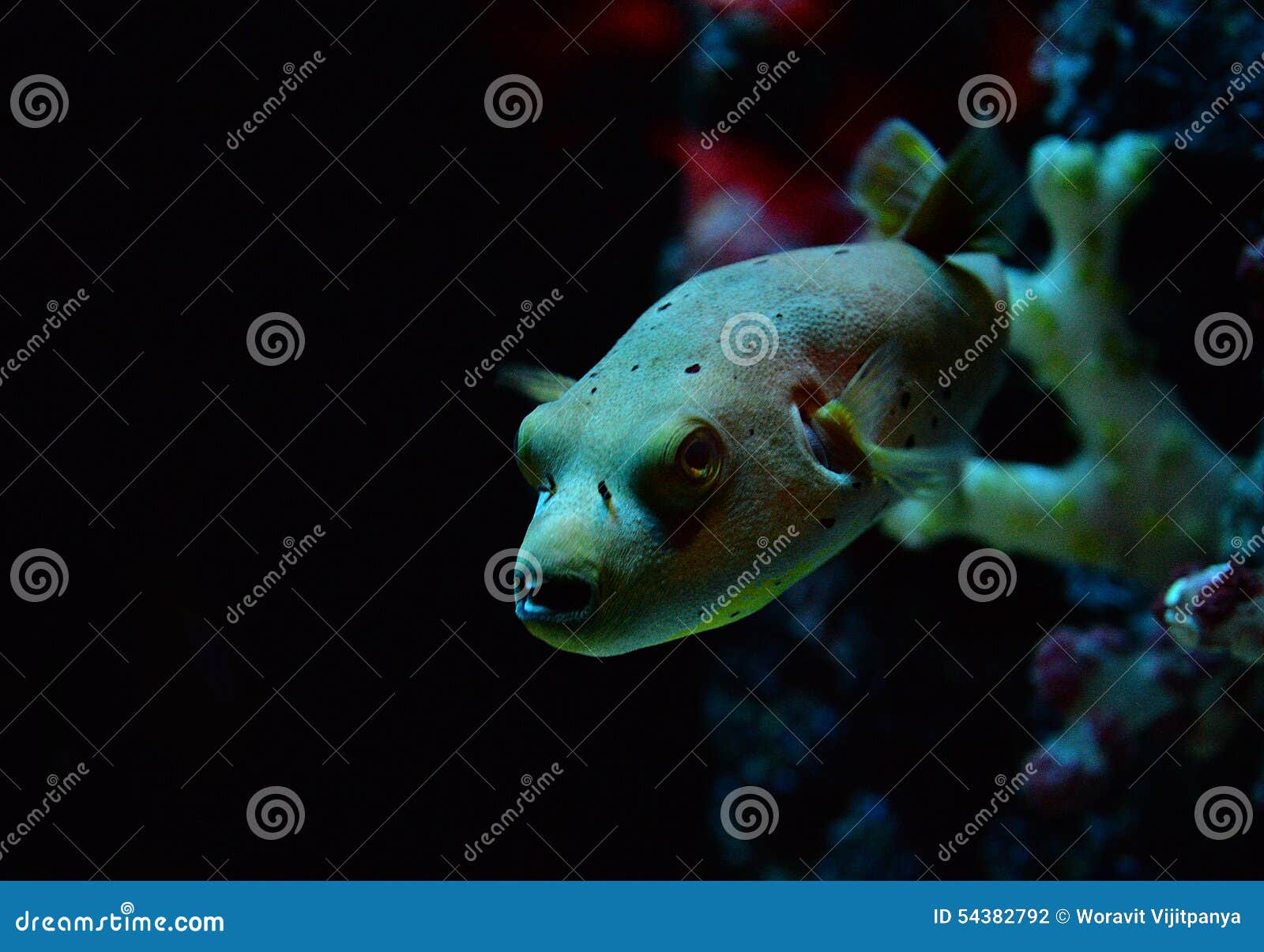 Dog-faced pufferfish stock photo. Image of puffer, arothron - 54382792