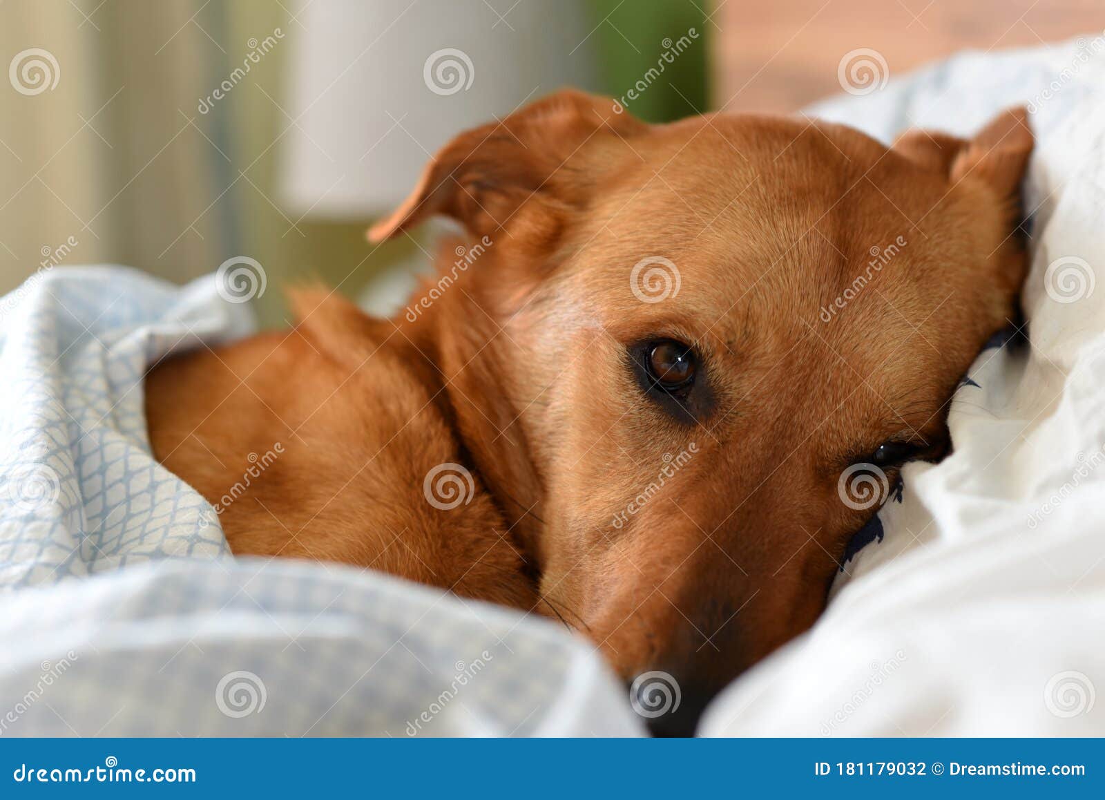 Dog is falling asleep stock photo. Image of cosy, pretty - 181179032