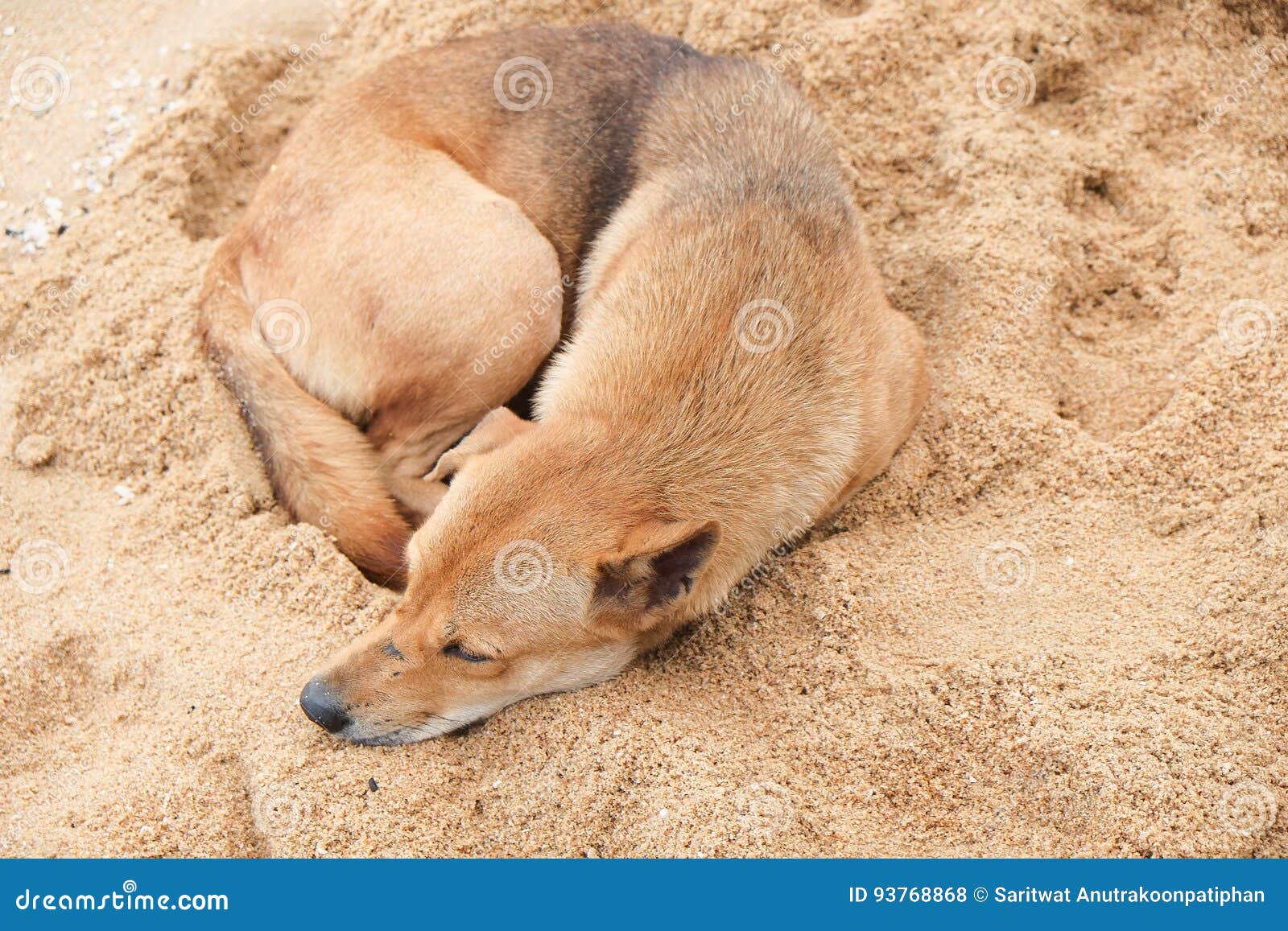 Dog is falling asleep stock photo. Image of heat, sadness - 93768868