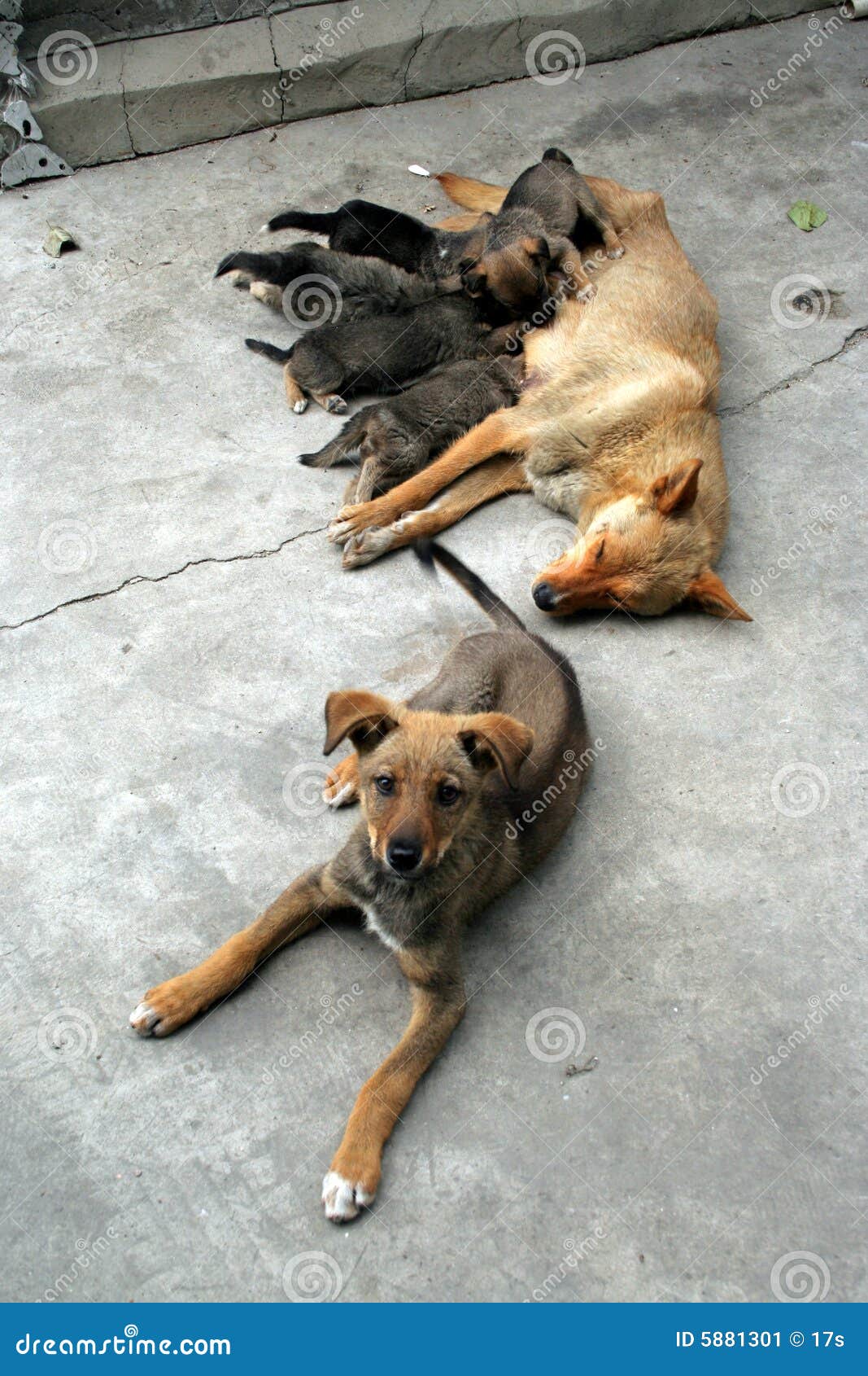 A dog family stock image. Image of green, call, loyalty - 5881301