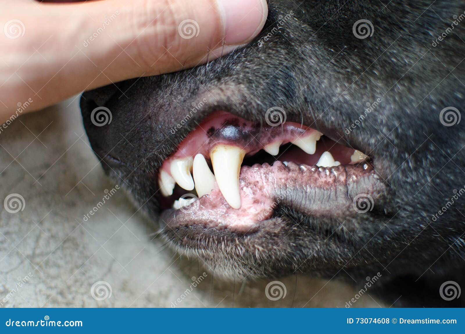 Dog fangs stock photo. Image of threat, healthy, fear - 73074608