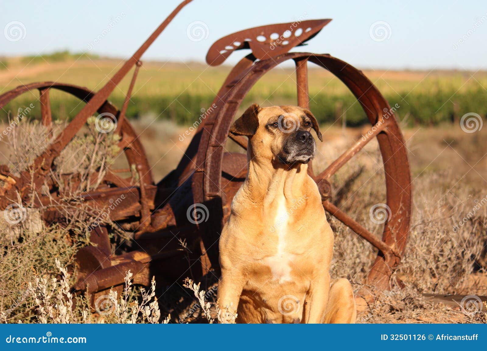 Dog on a farm stock photo. Image of countryside, green - 32501126