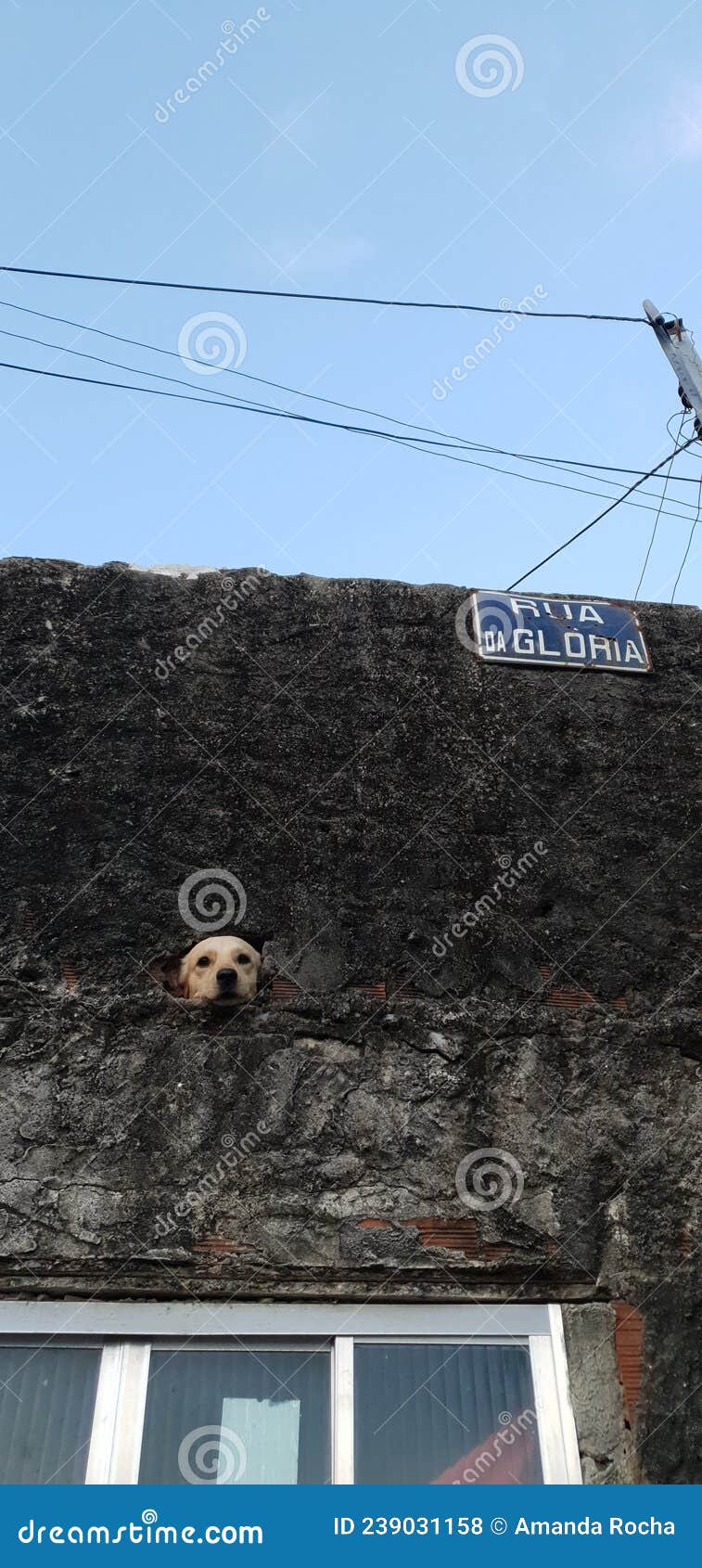 A Dog from Favela of Olinda, Brazil Stock Photo - Image of outskirts ...